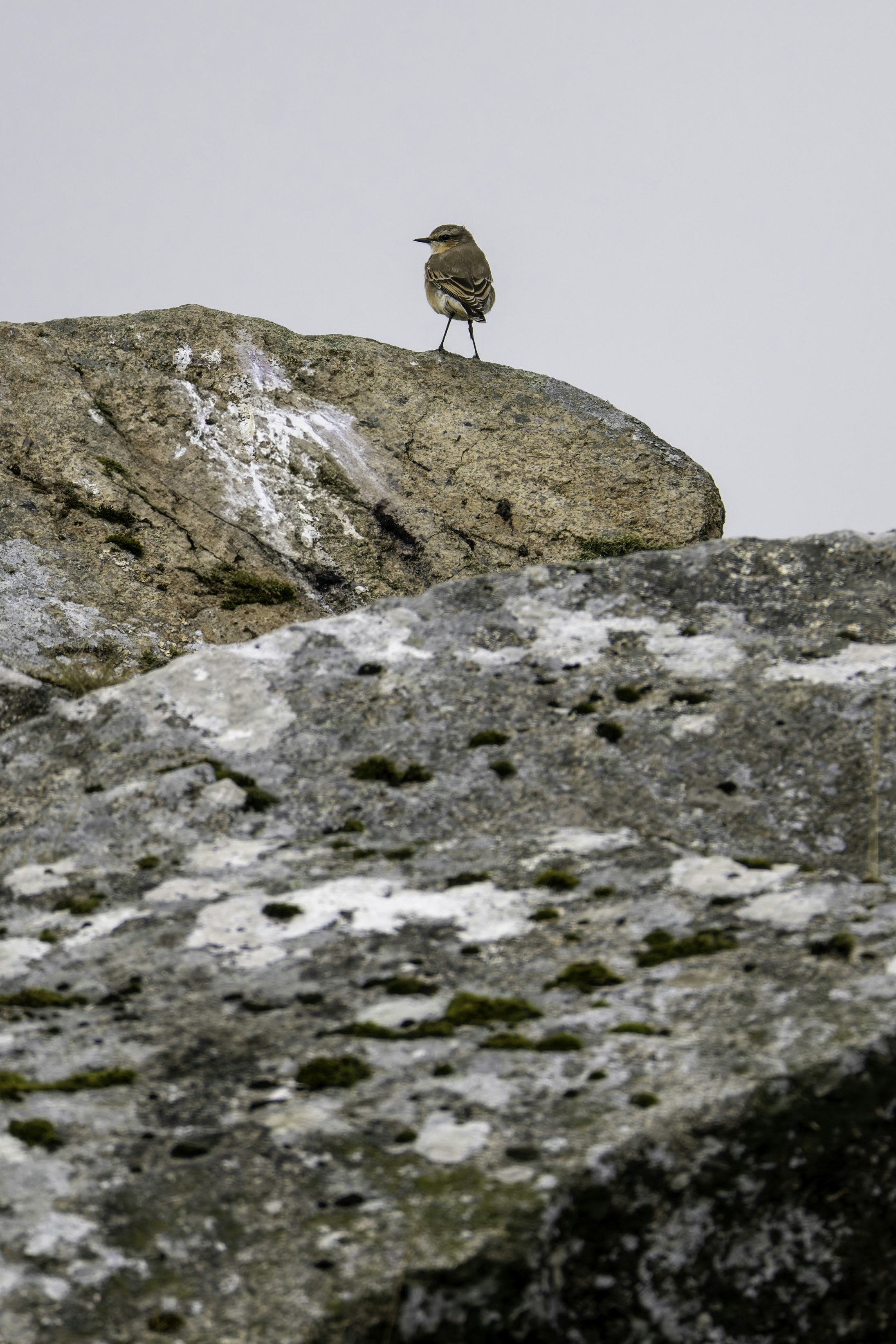A small bird stands on a large rock.