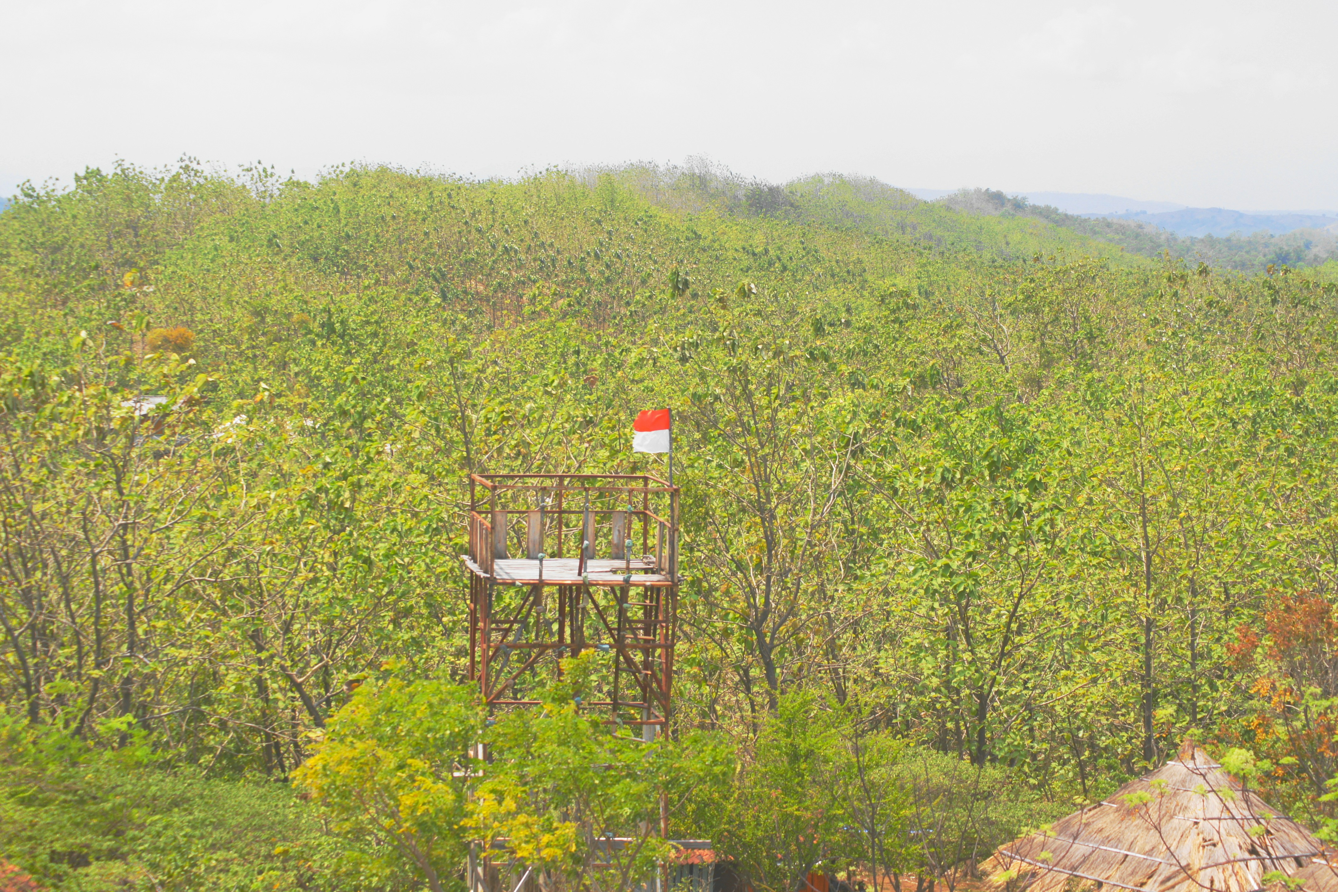 Bendera Indonesia Merah Putih Berkibar di antara pohon jati di Cawiri, Dadablangan, Malahayu, Banjarharjo, Kabupaten Brebes. | Wooden observation tower amidst lush green trees