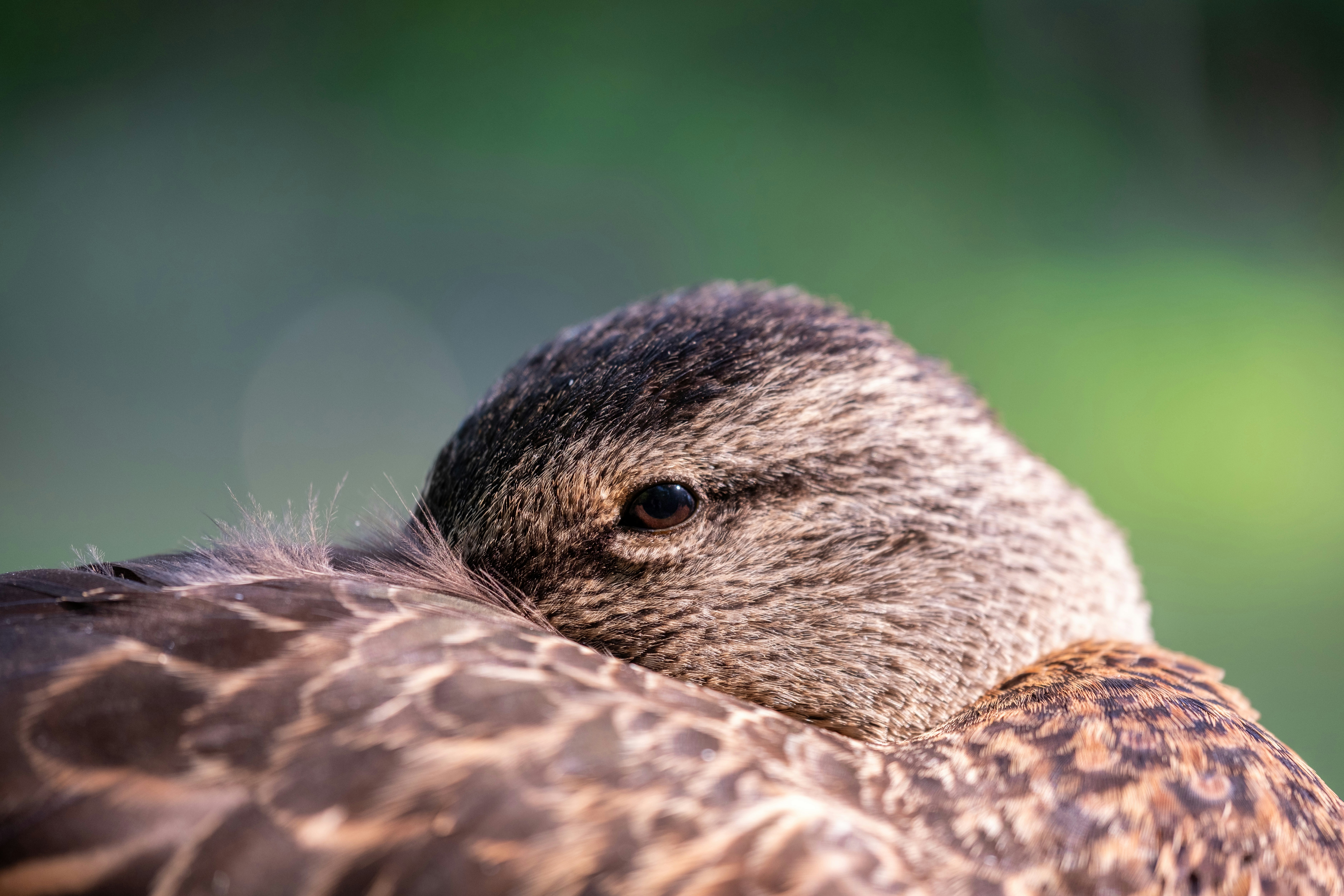 Close-up of a resting duck nestled against its feathers, showcasing intricate plumage and a serene expression.
