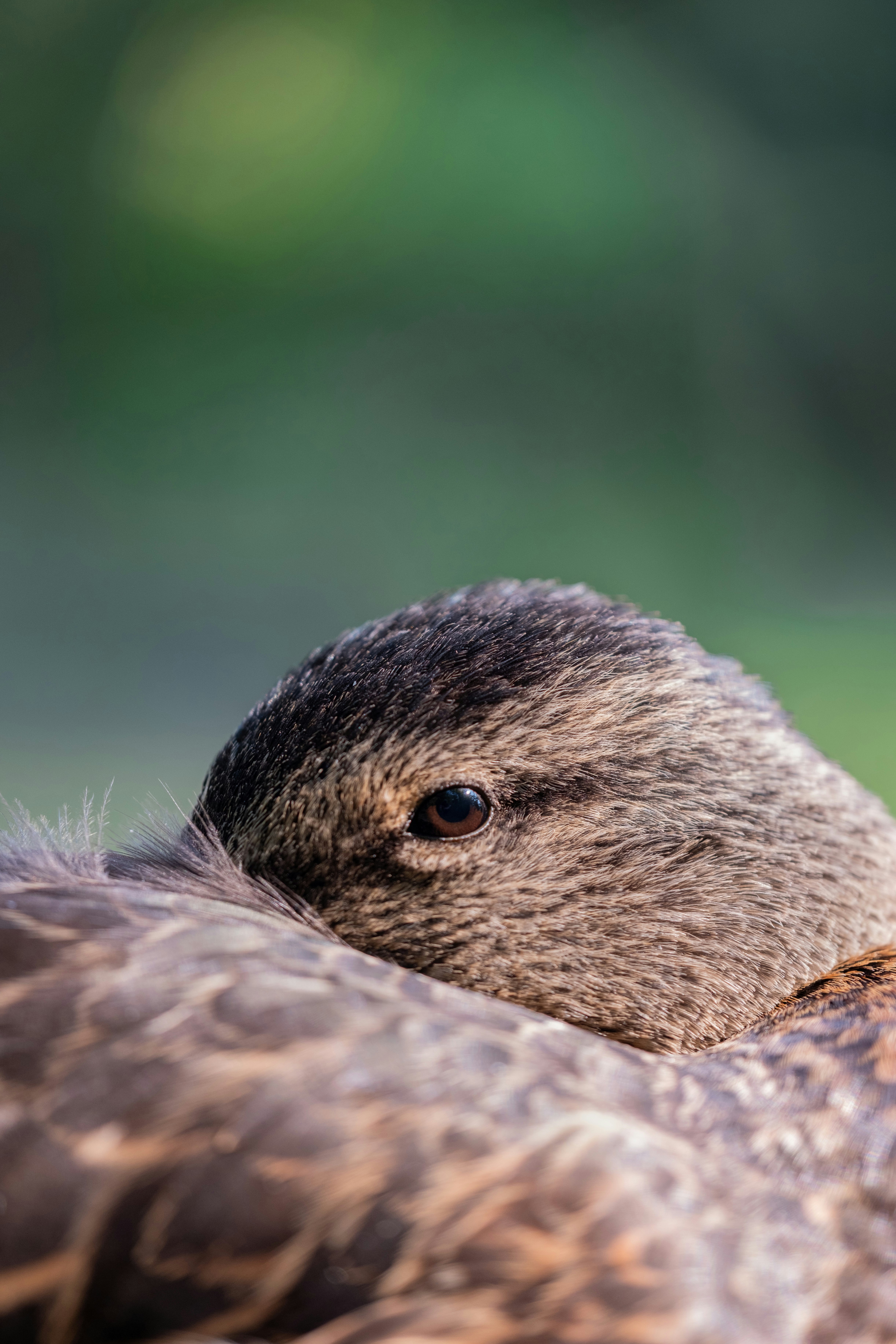 A duck's head peeking from its feathers