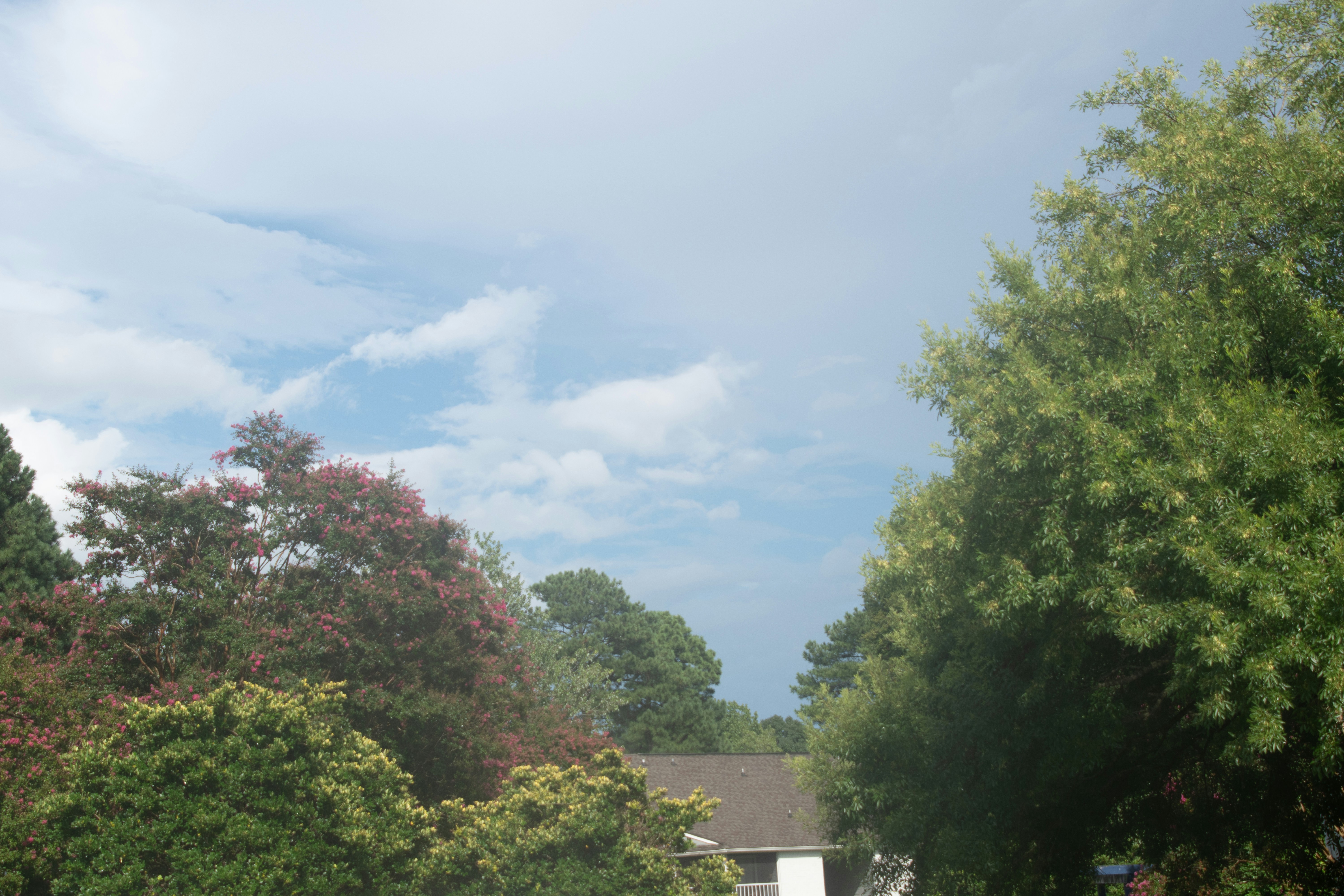 Trees and clouds under a bright sky