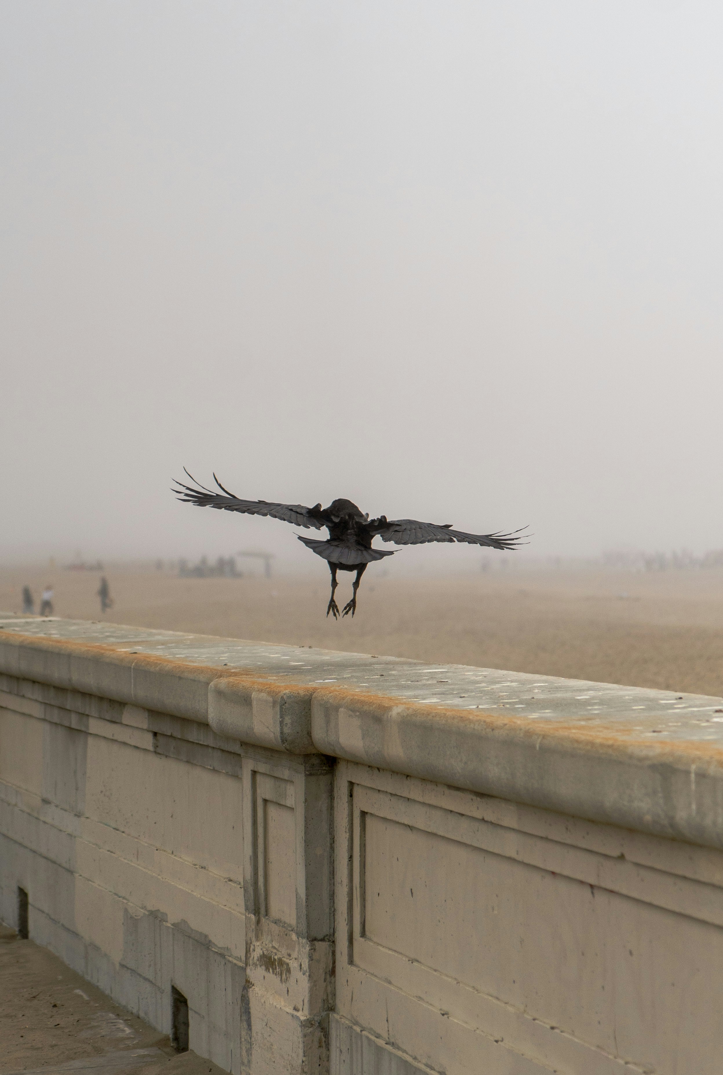 A Dance of Shadows: The Raven's Flight