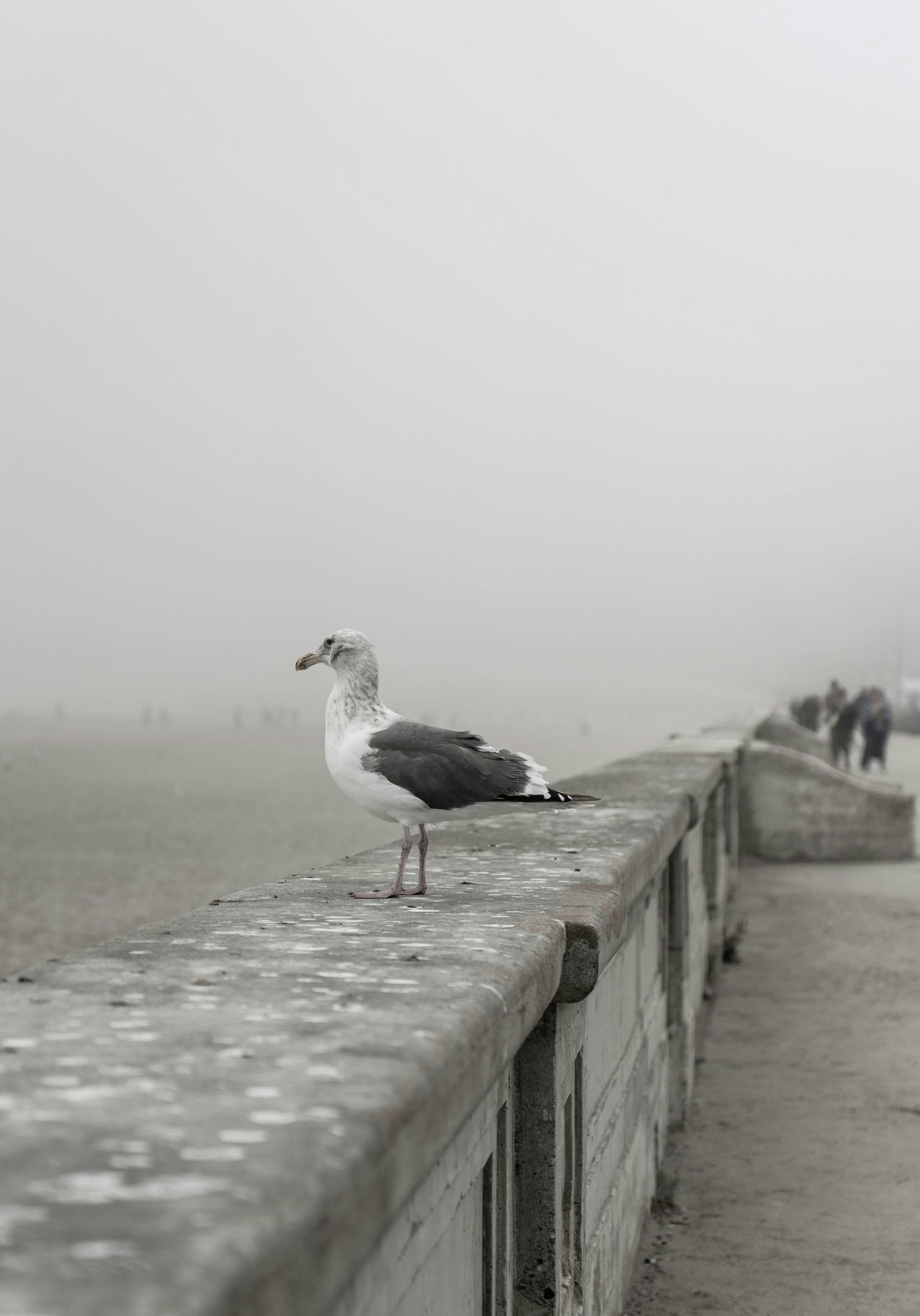 Seagull's Solitude on a Foggy Shoreline
