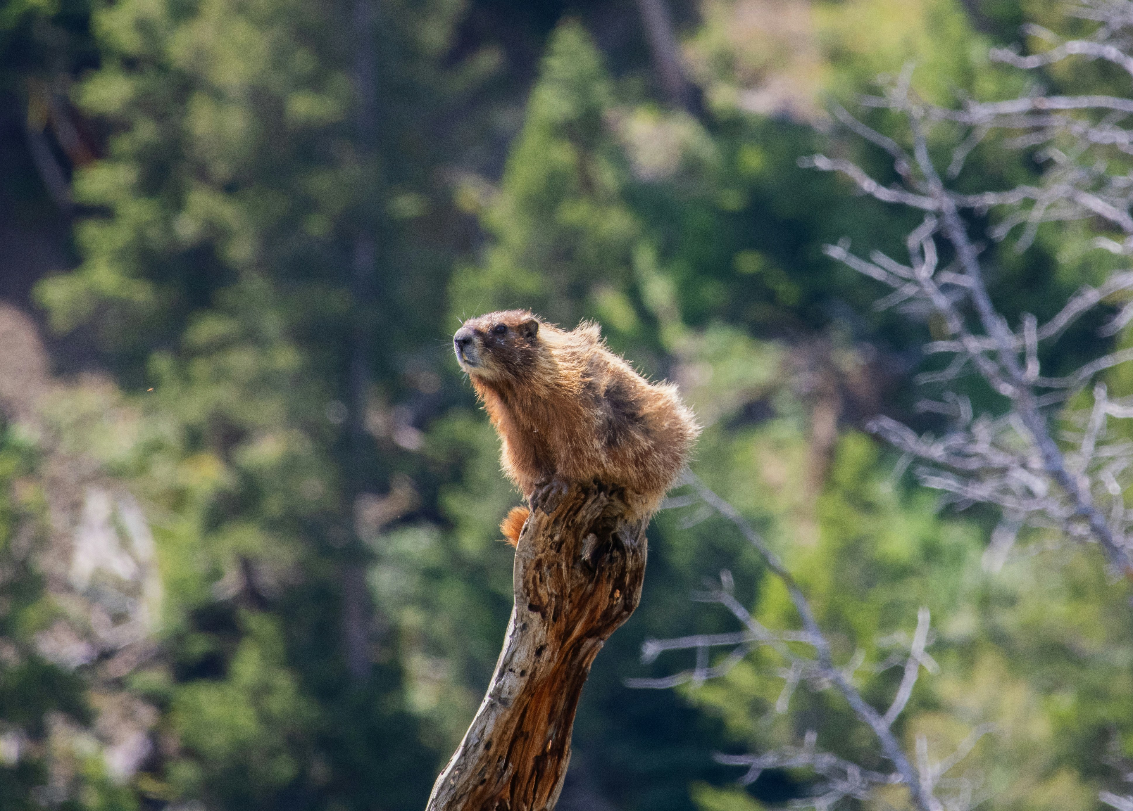 Sentinel of the Forest