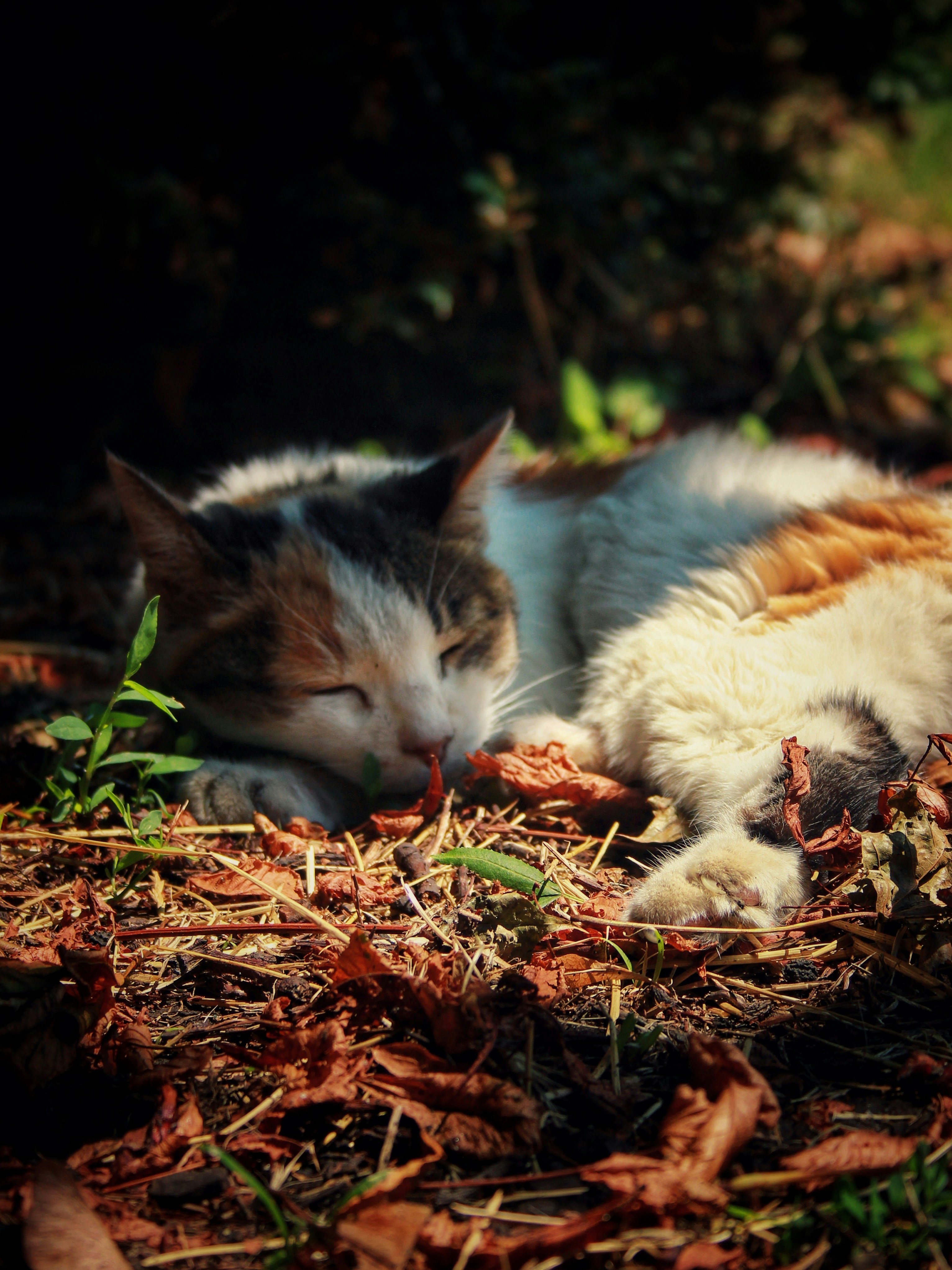 Calico cat sleeping peacefully on dry leaves.