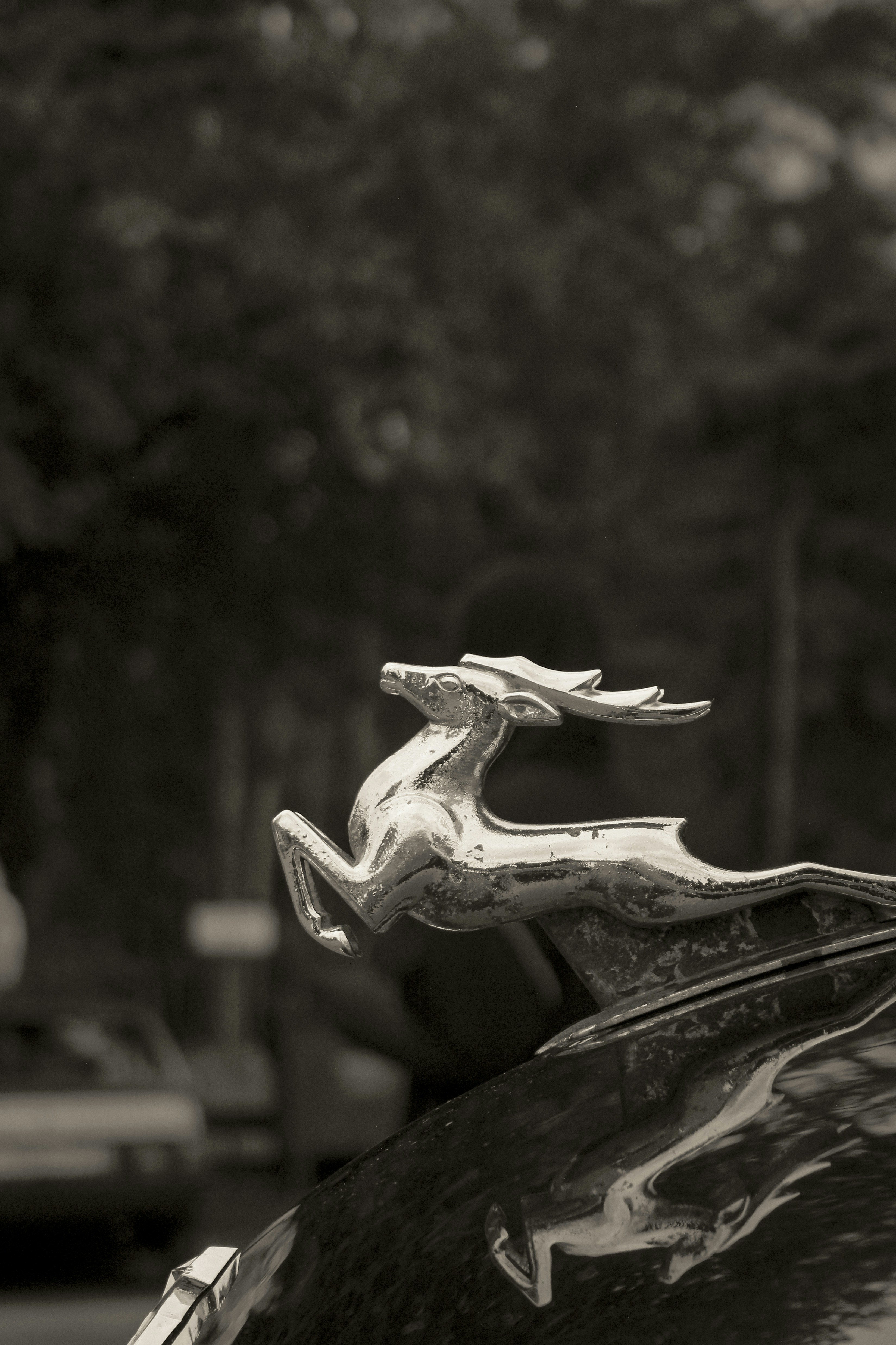 Chrome deer hood ornament on a vintage car
