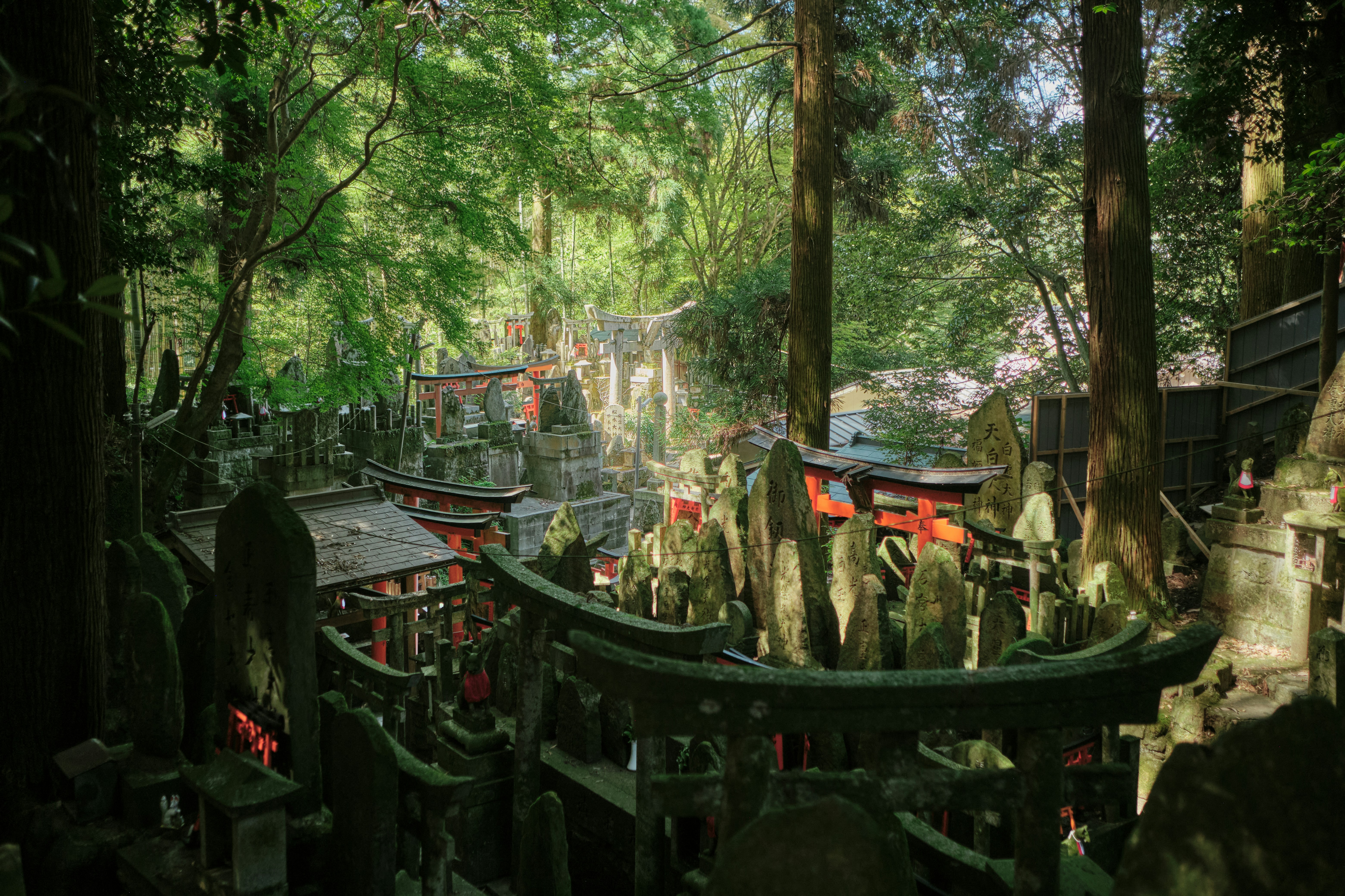 A serene view of a shrine nestled among towering trees, with stone monuments and vibrant torii gates peeking through the foliage.