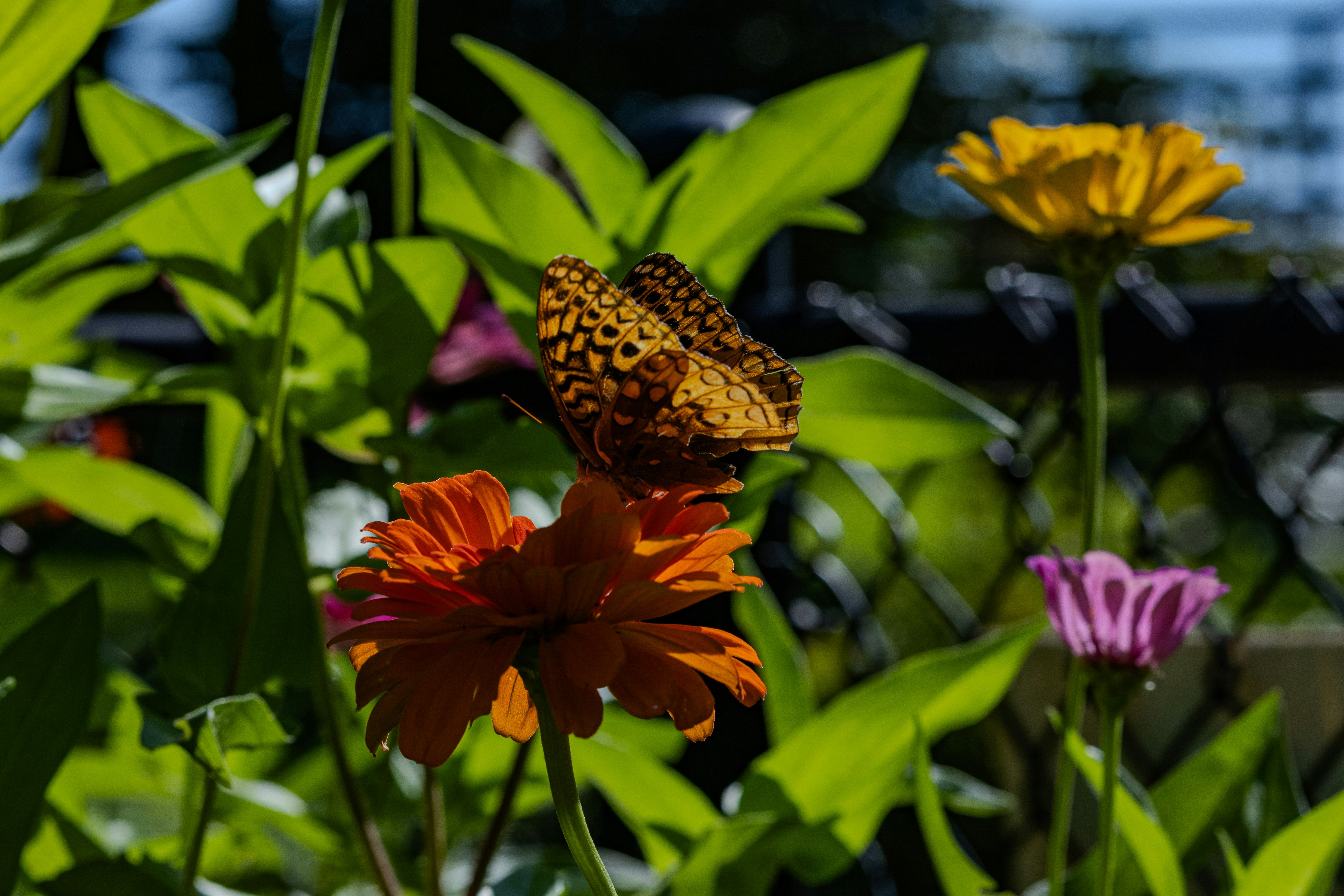 Harmony in Bloom: A Butterfly's Rest