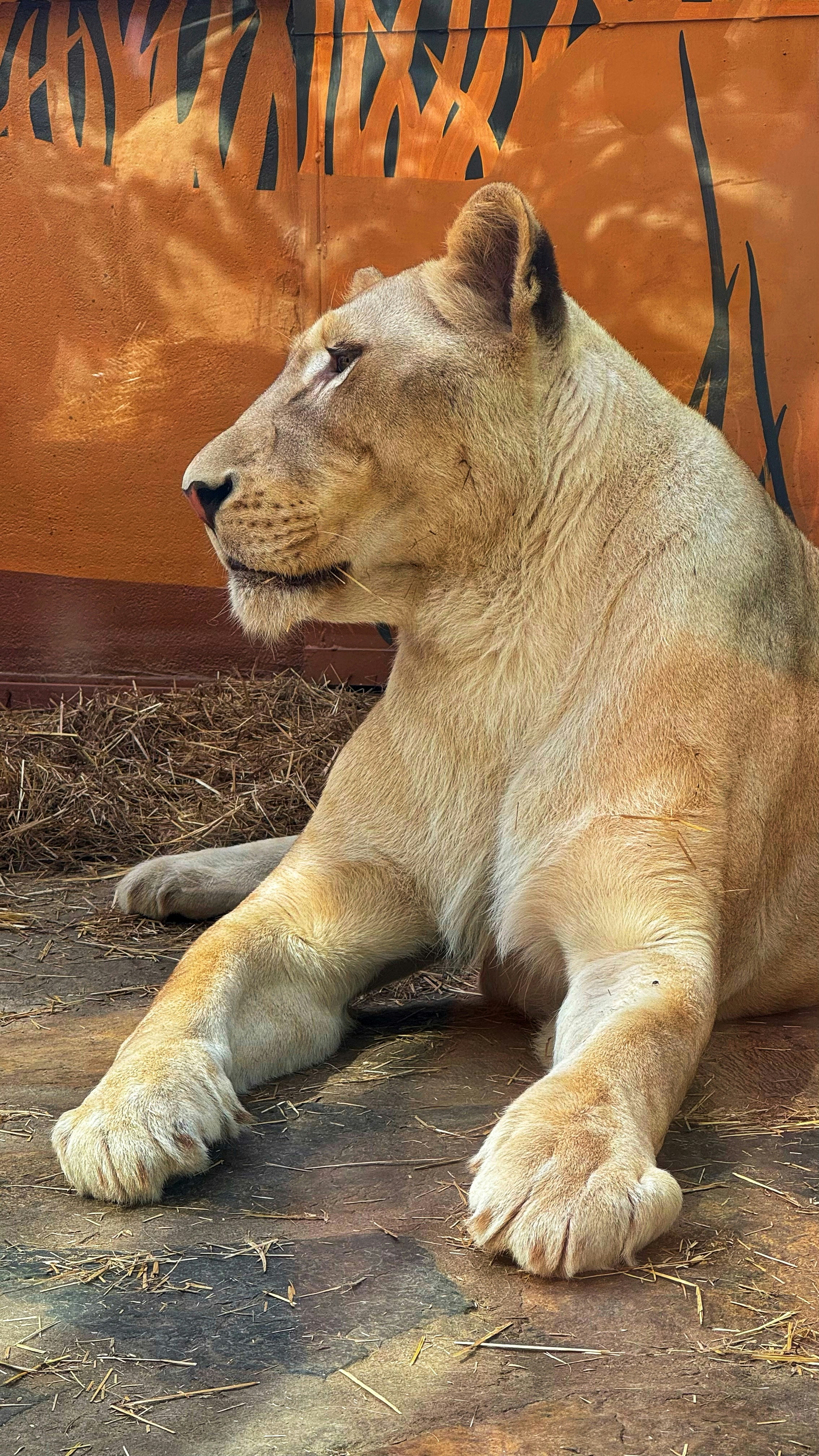Regal Serenity: The Lioness at Rest