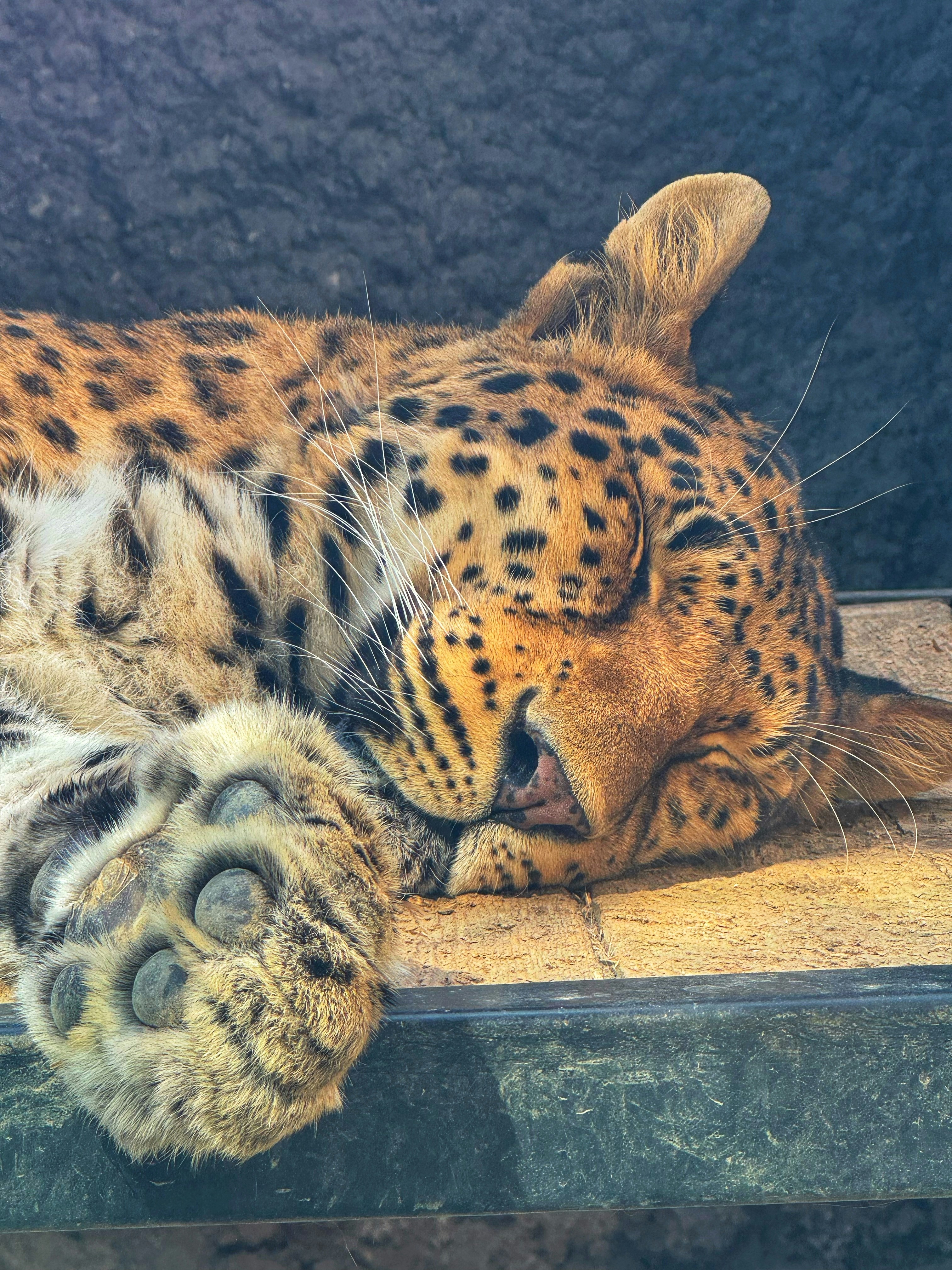 A leopard sleeps peacefully on a warm surface.
