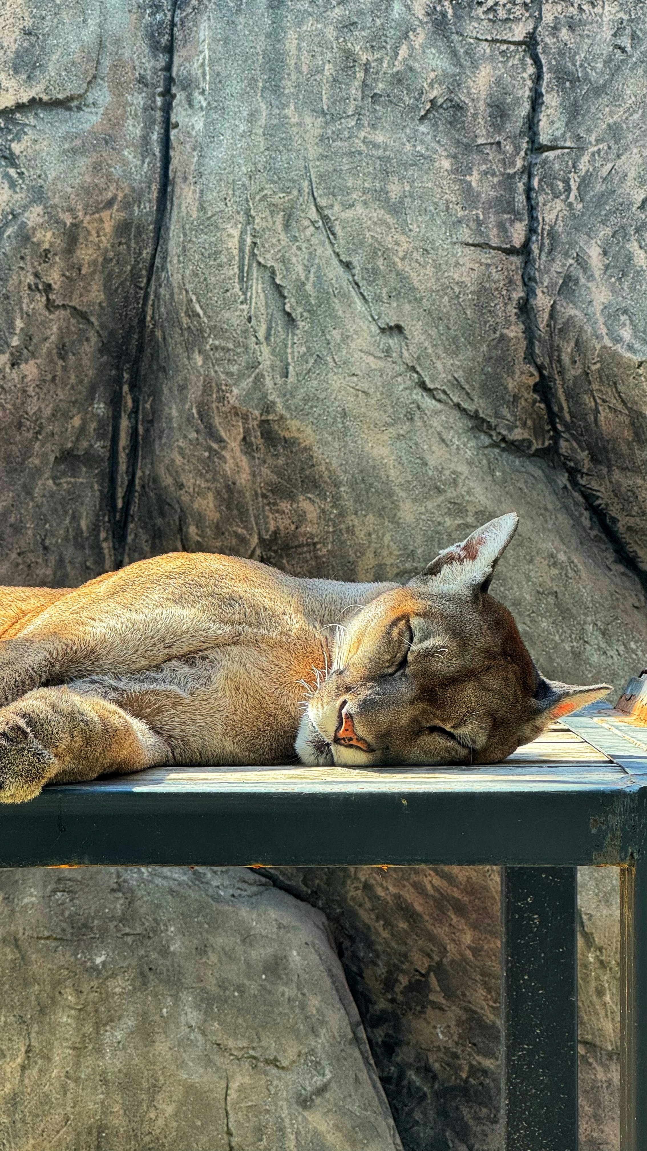 Serene Slumber of the Mountain King