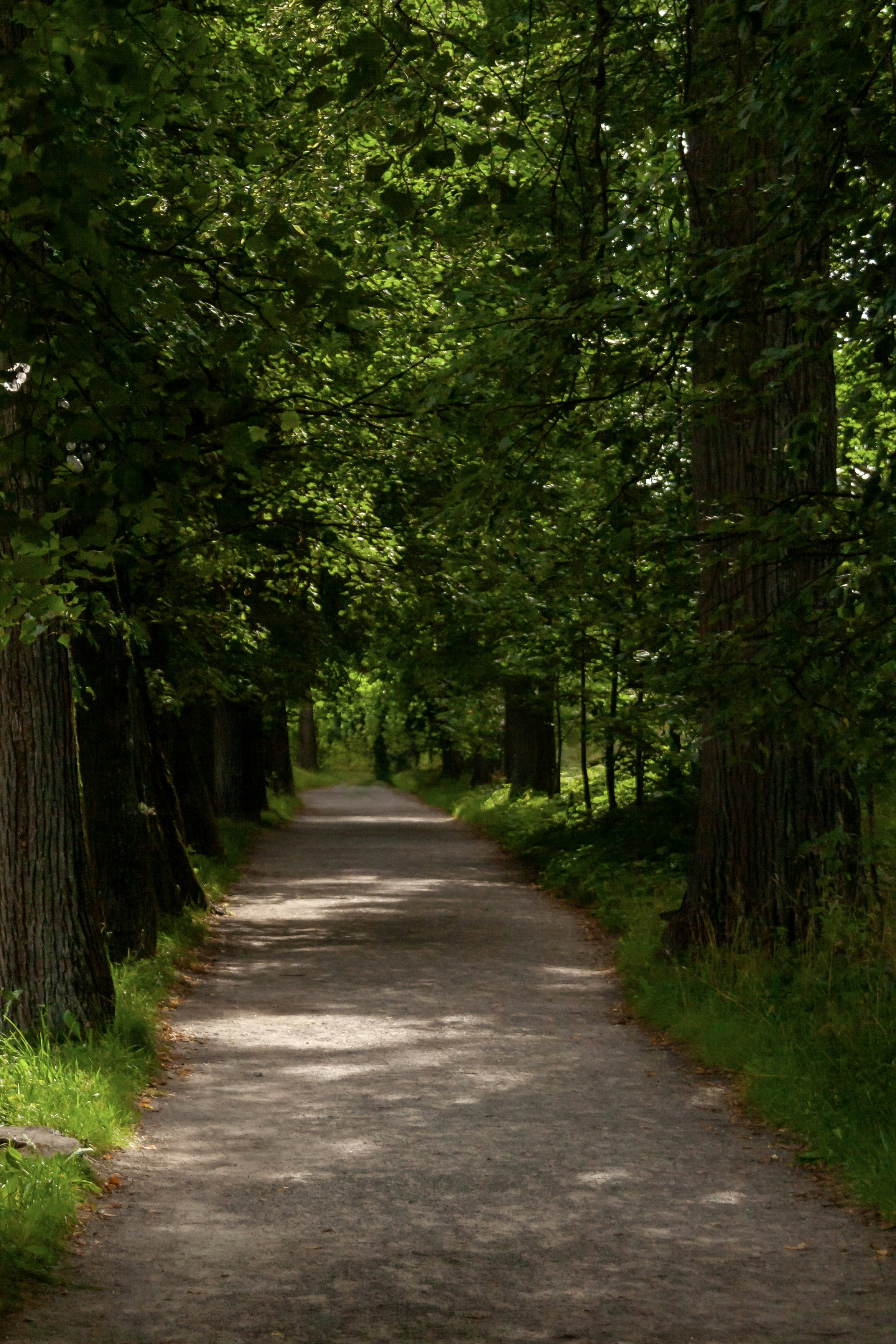 A gravel path through a lush green forest