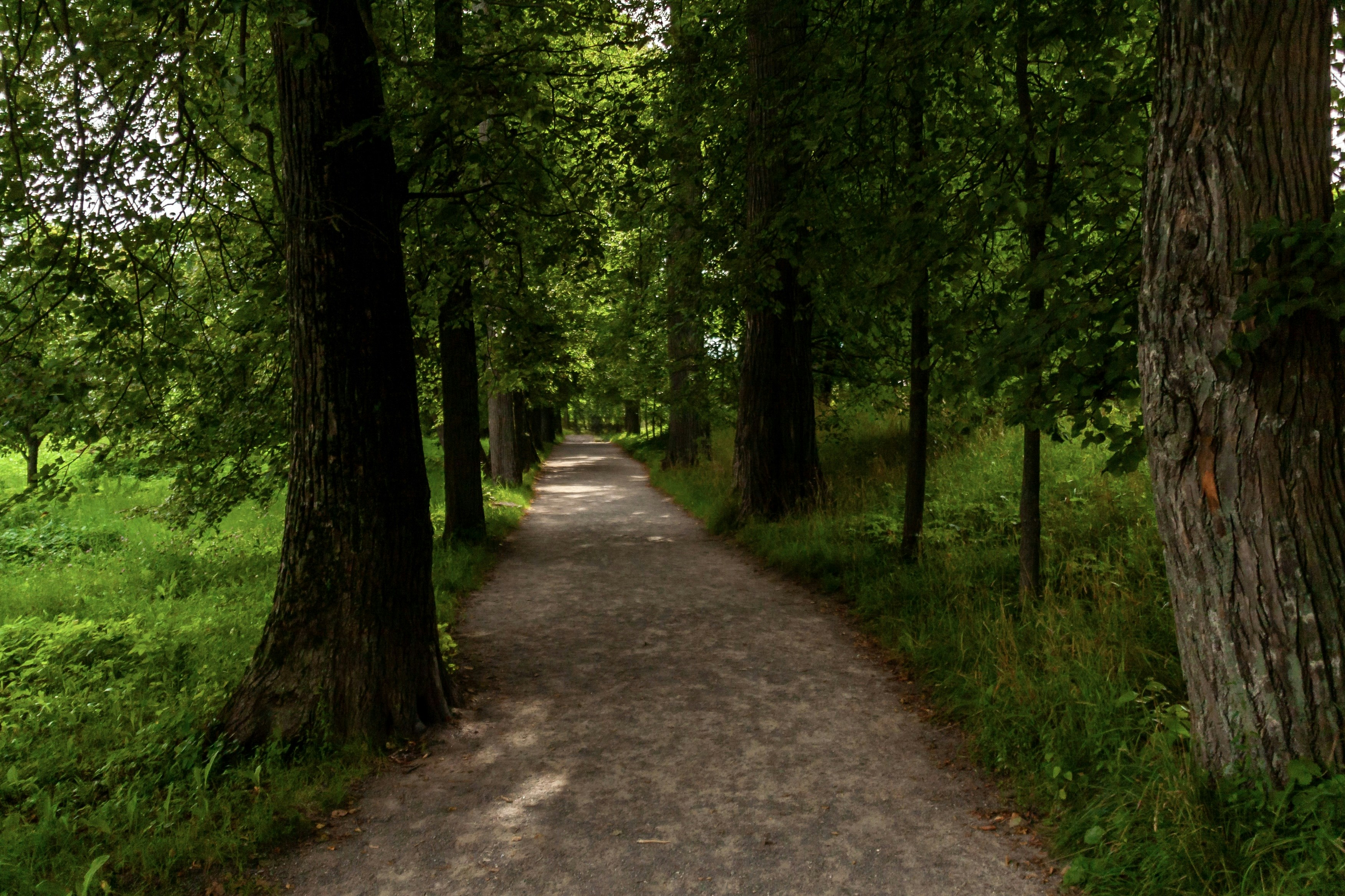 A dirt path winds through a sun-dappled forest.