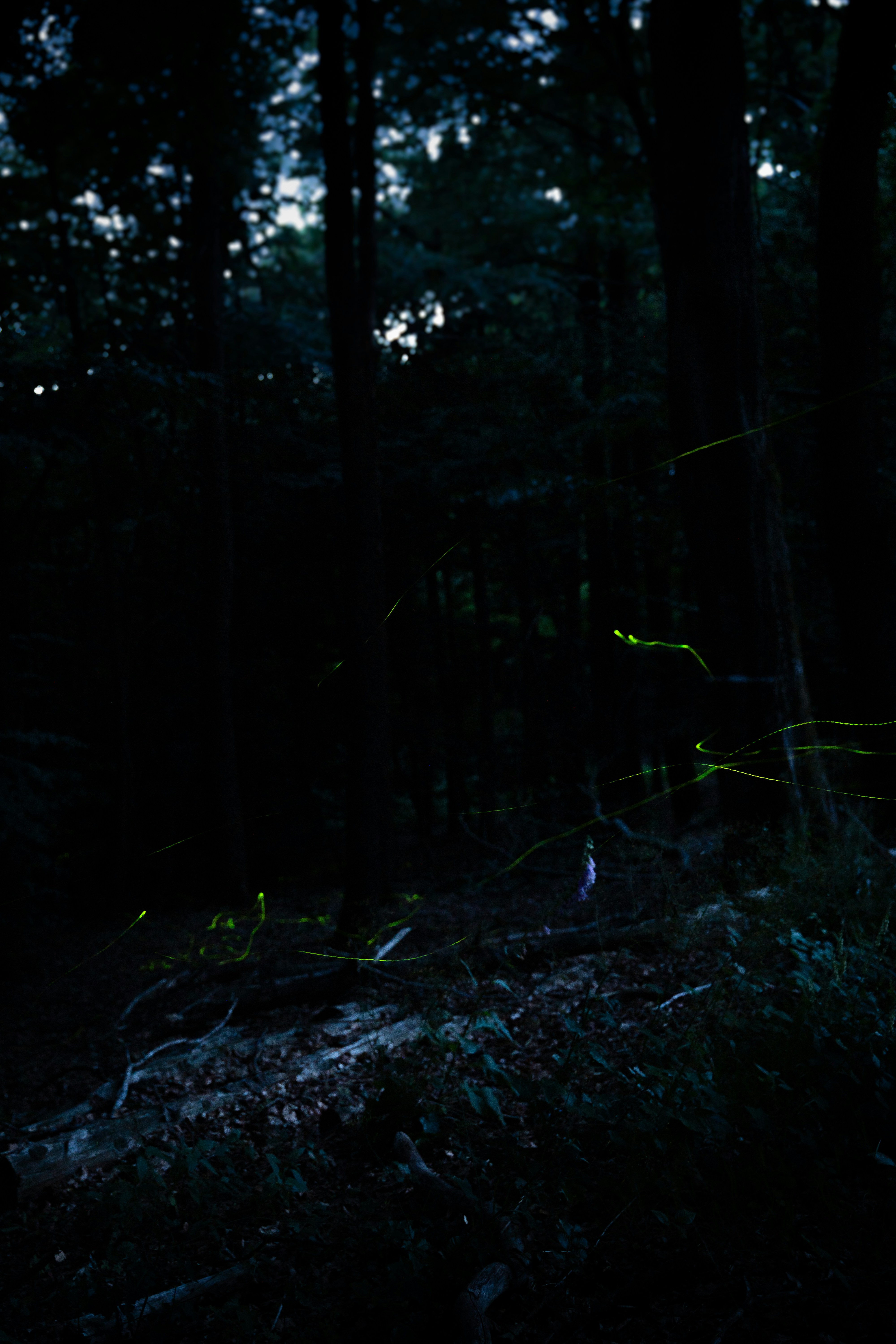 Neon Flickers Across the Pines: Firefly Light Trails in a Moonlit Forest