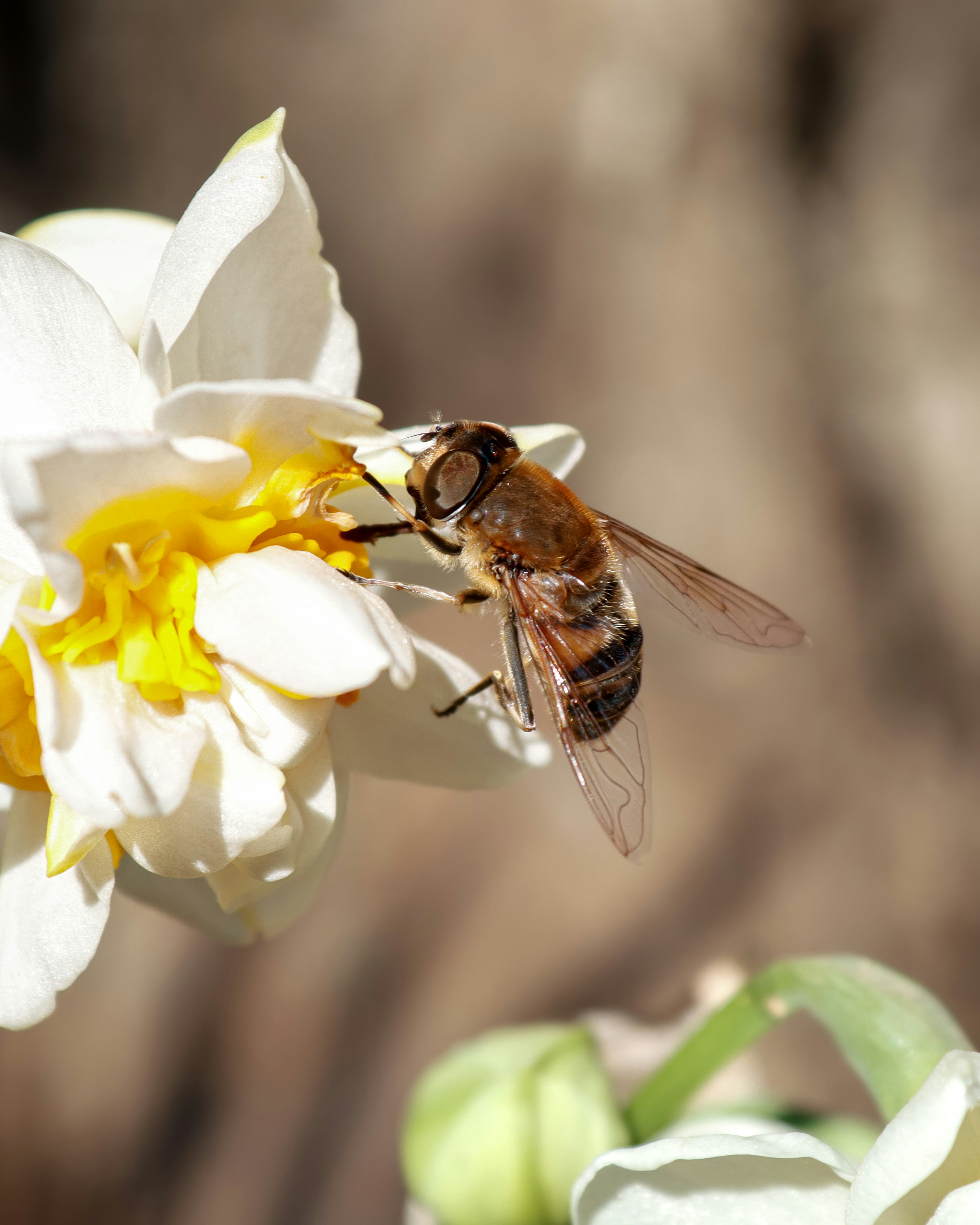 Nature's Pollinator at Work