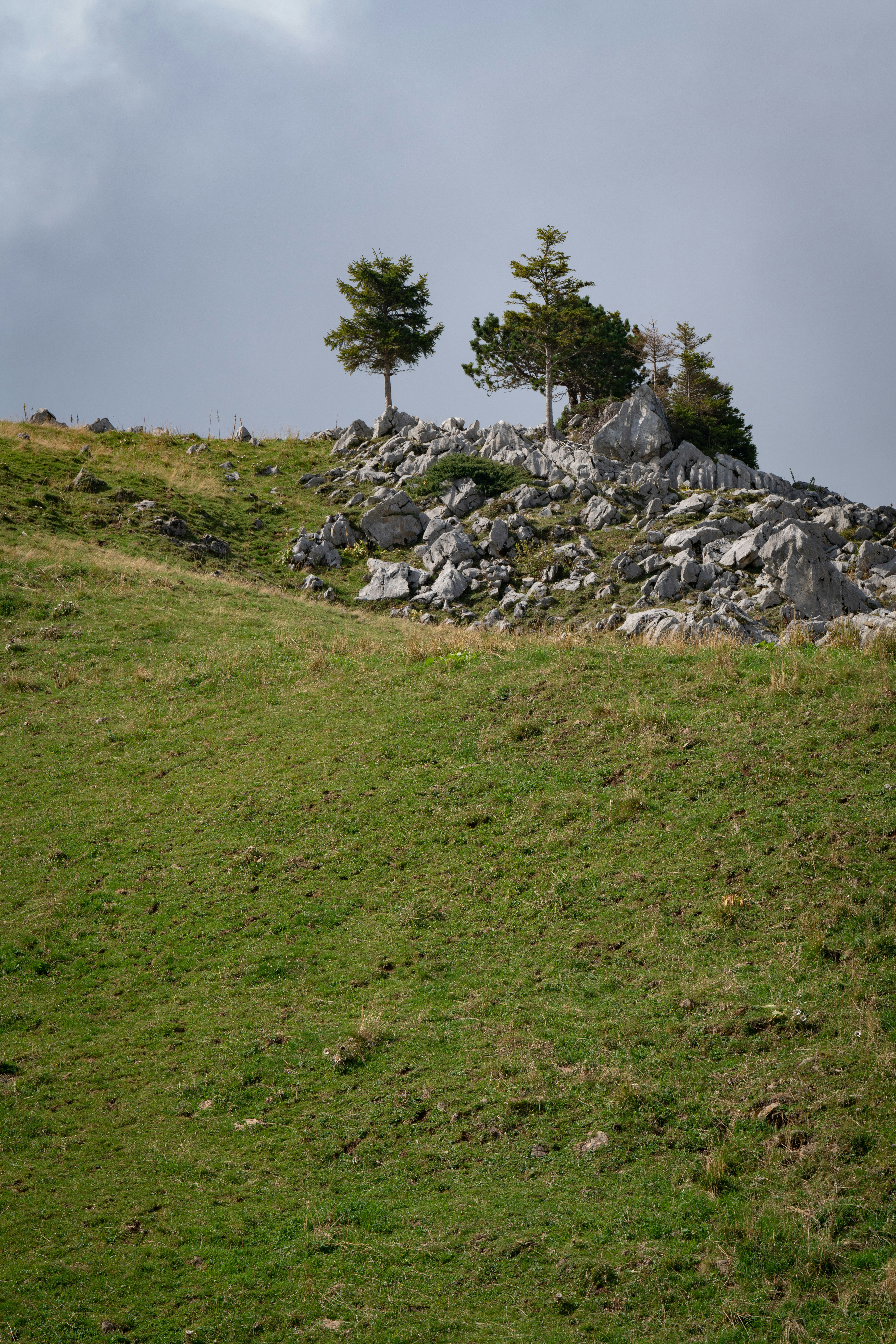 Grassy hill with rocky outcrop and trees
