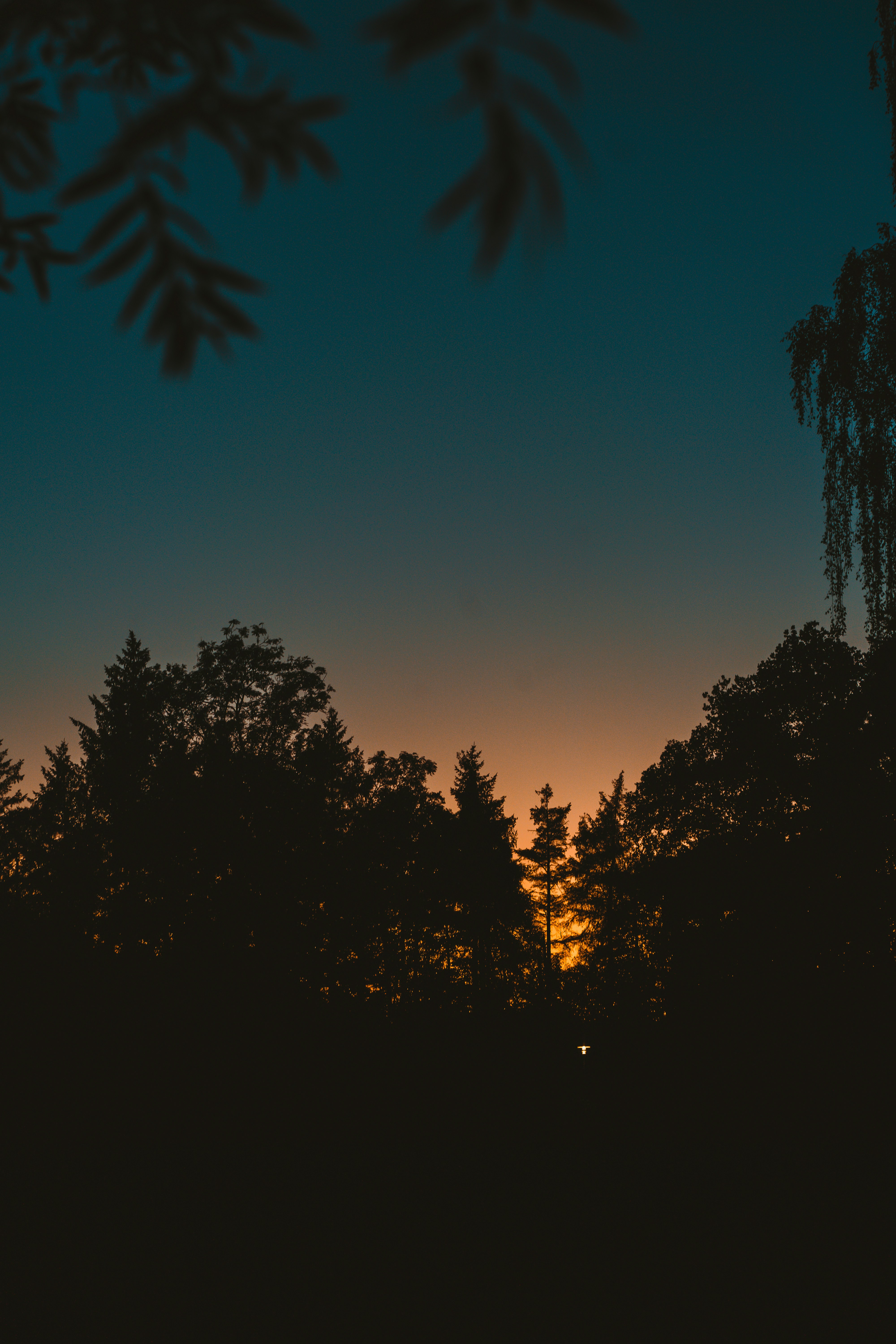 Sunset behind silhouetted trees with dark blue sky