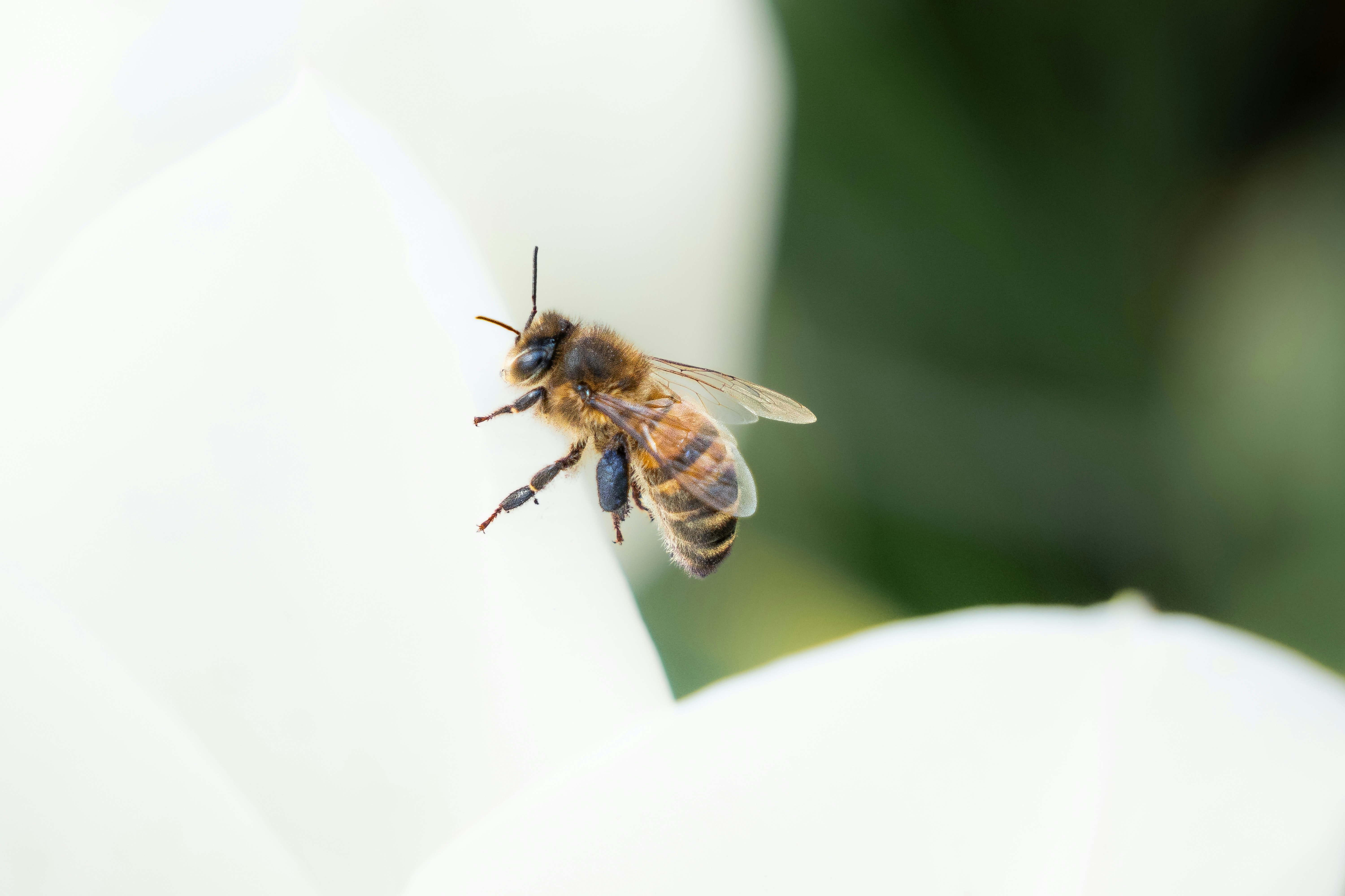 Amber Bee on a Satin White Petal: A Moment in Soft Spring Light