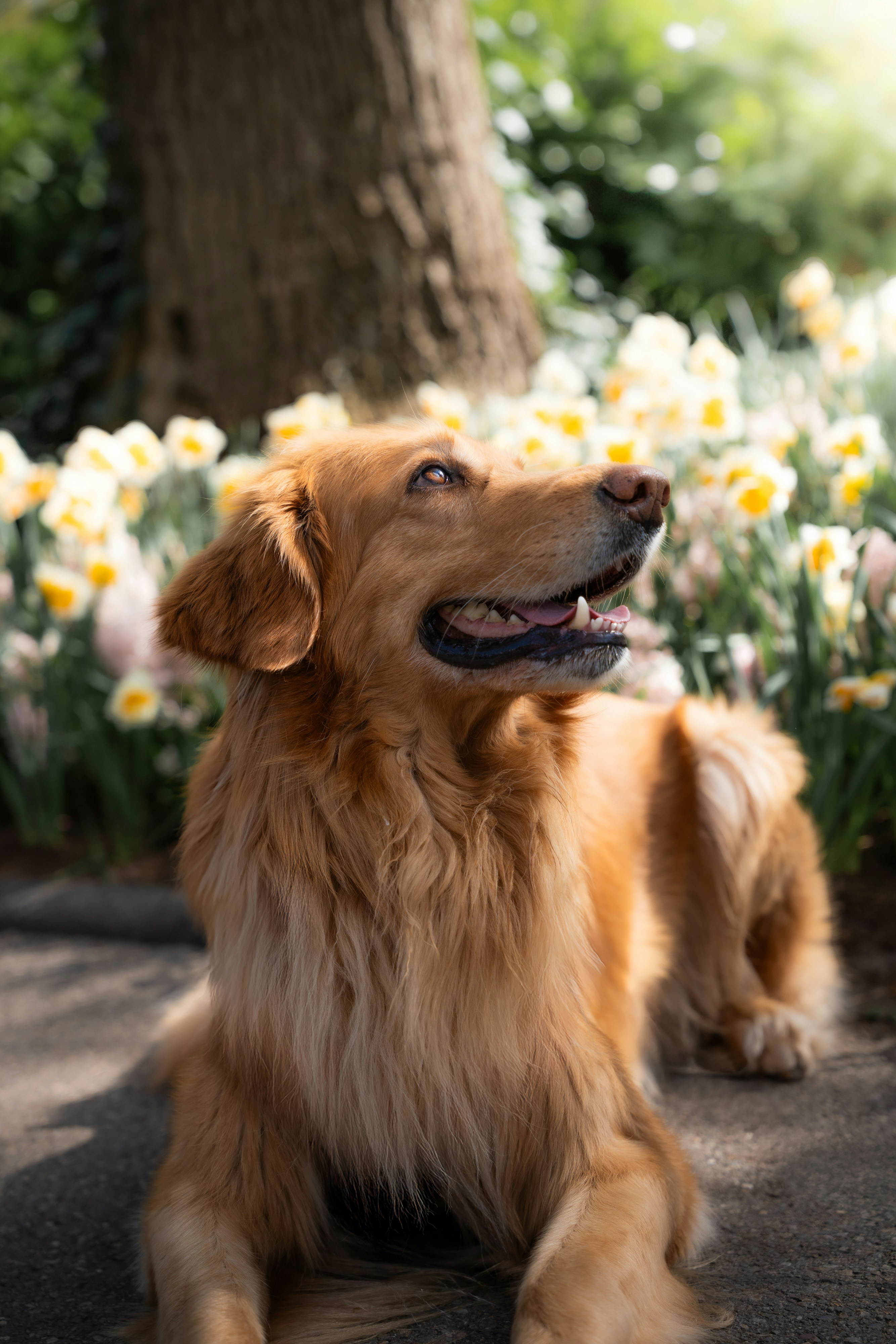 Golden Moment Among Daffodils: A Sunlit Retriever Portrait