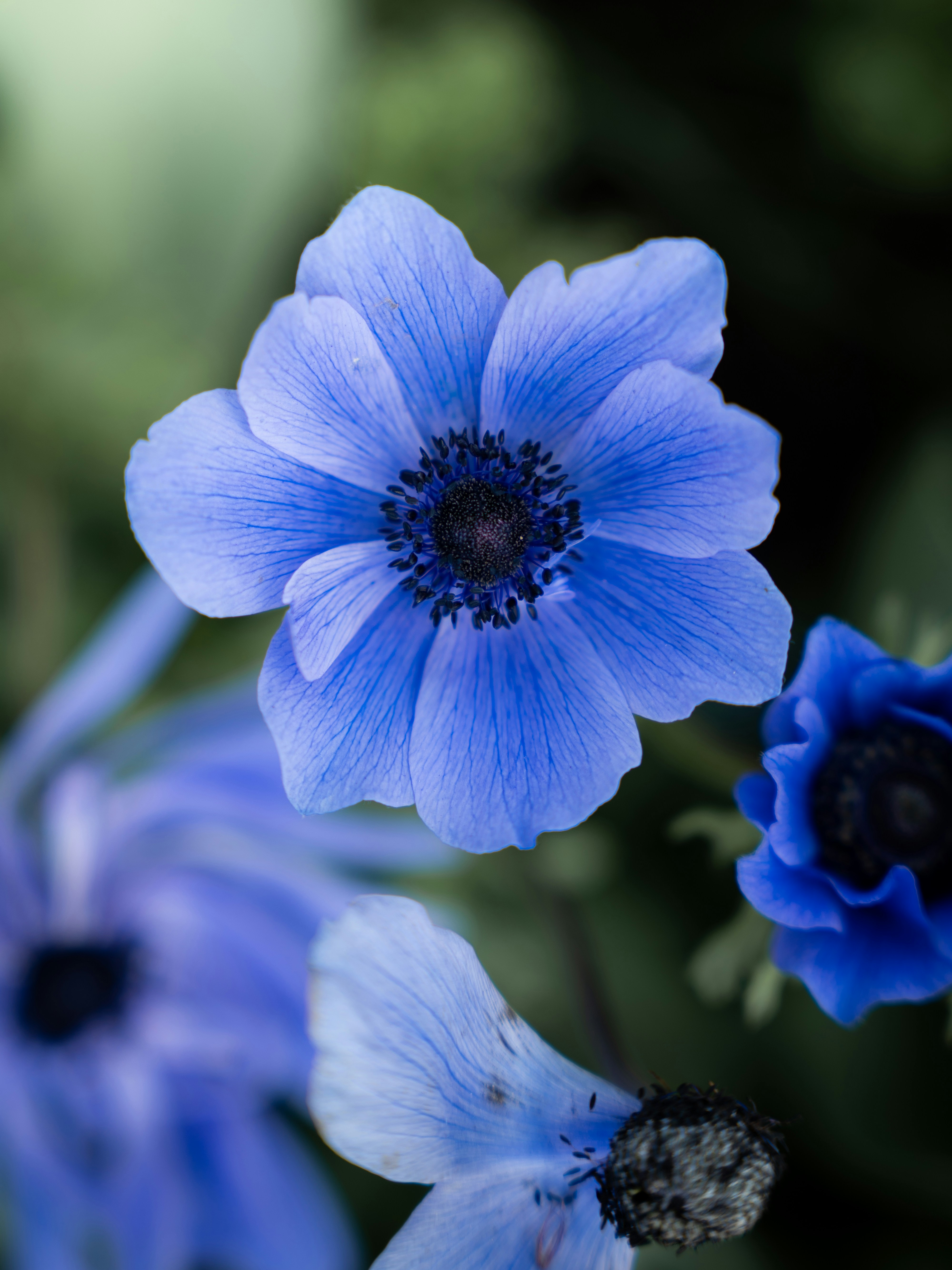 Vibrant blue flowers with intricate details and contrasting dark centers, set against a softly blurred green backdrop.