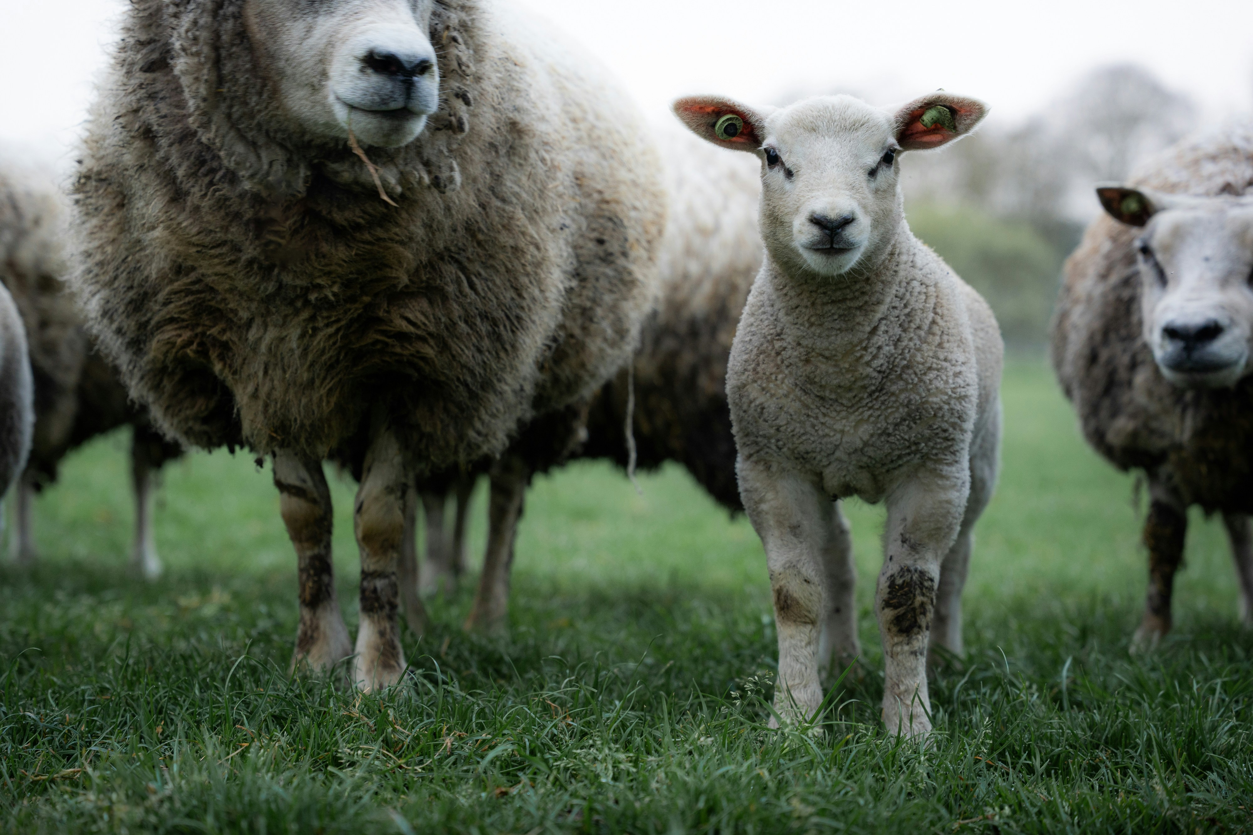 A lamb stands in a field with sheep.