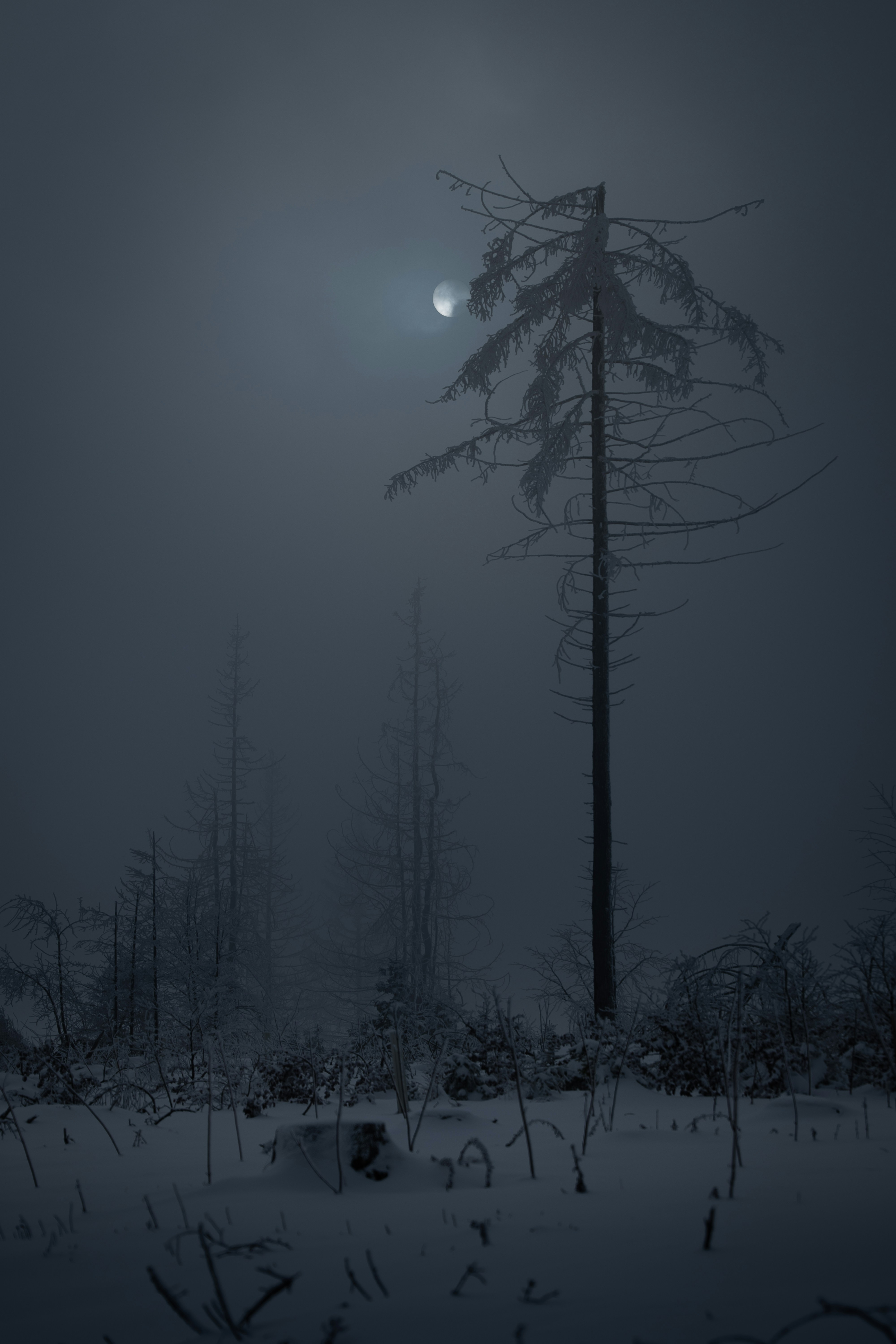 Whispers of the Winter Moon