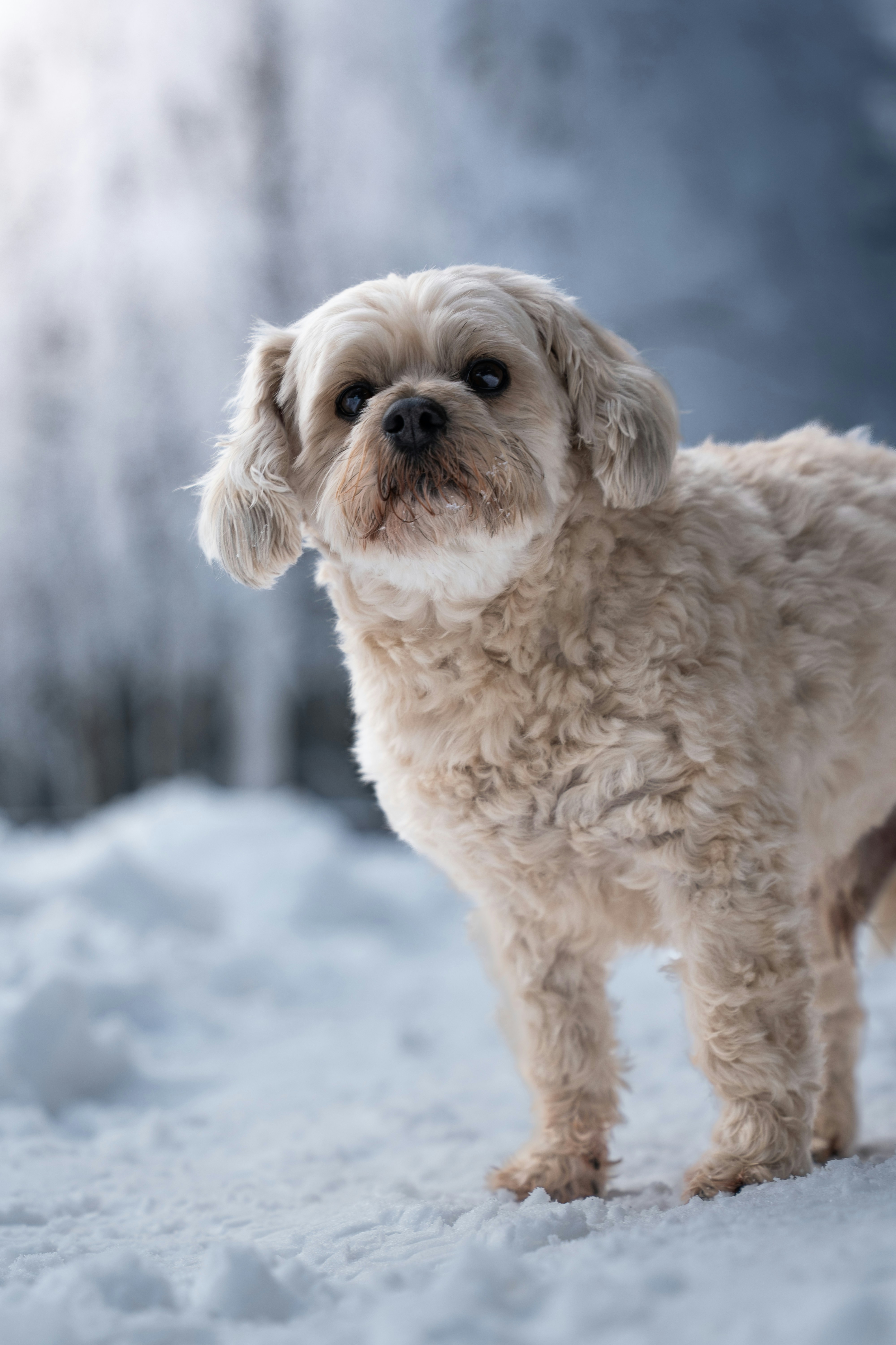 Winter Whiskers: A Furry Companion's Gaze