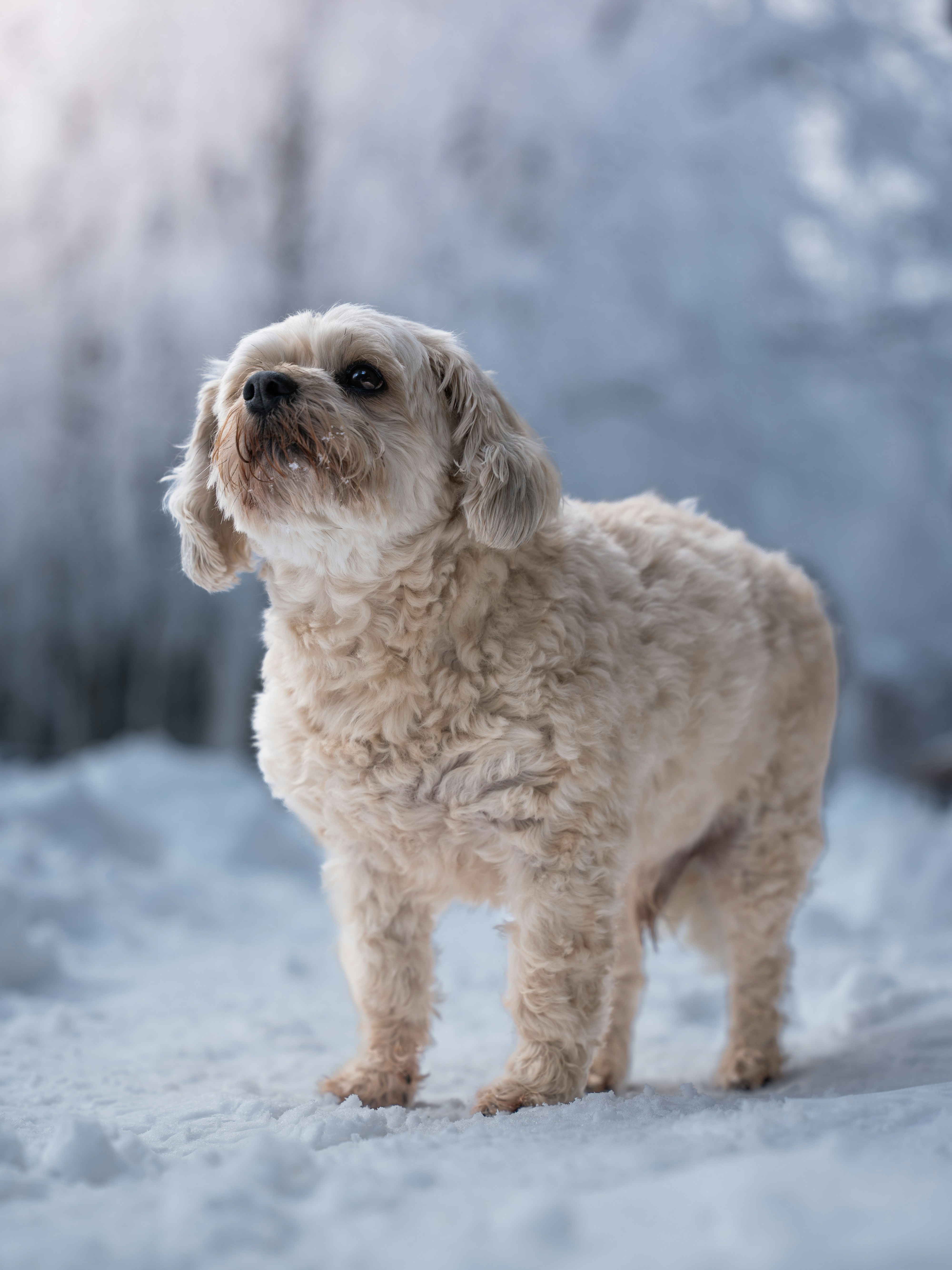 Fluffy dog standing in the snow, gazing thoughtfully into the distance. The soft winter light enhances the scene's serene atmosphere.