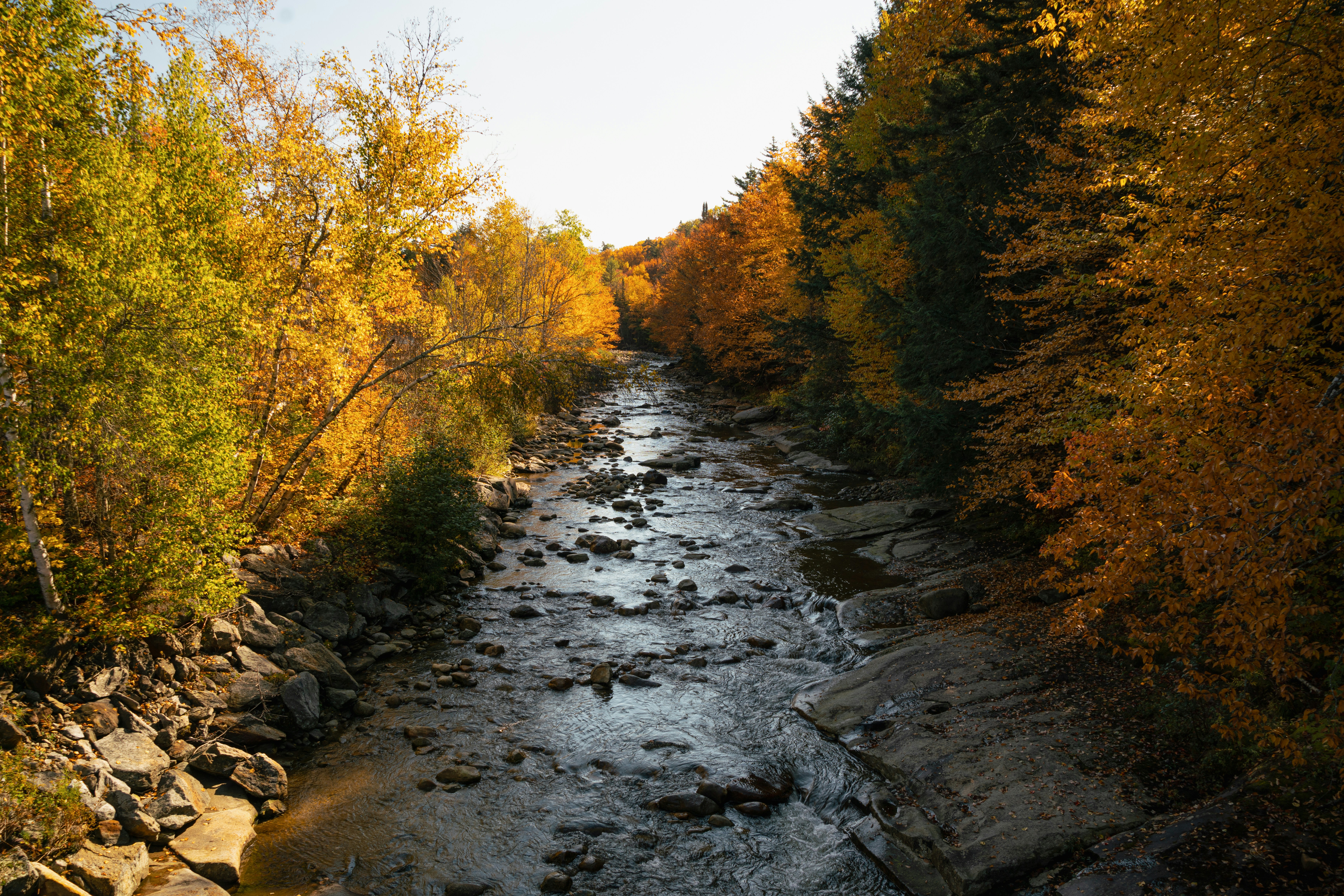 Fall river | River flowing through autumn forest with colorful trees