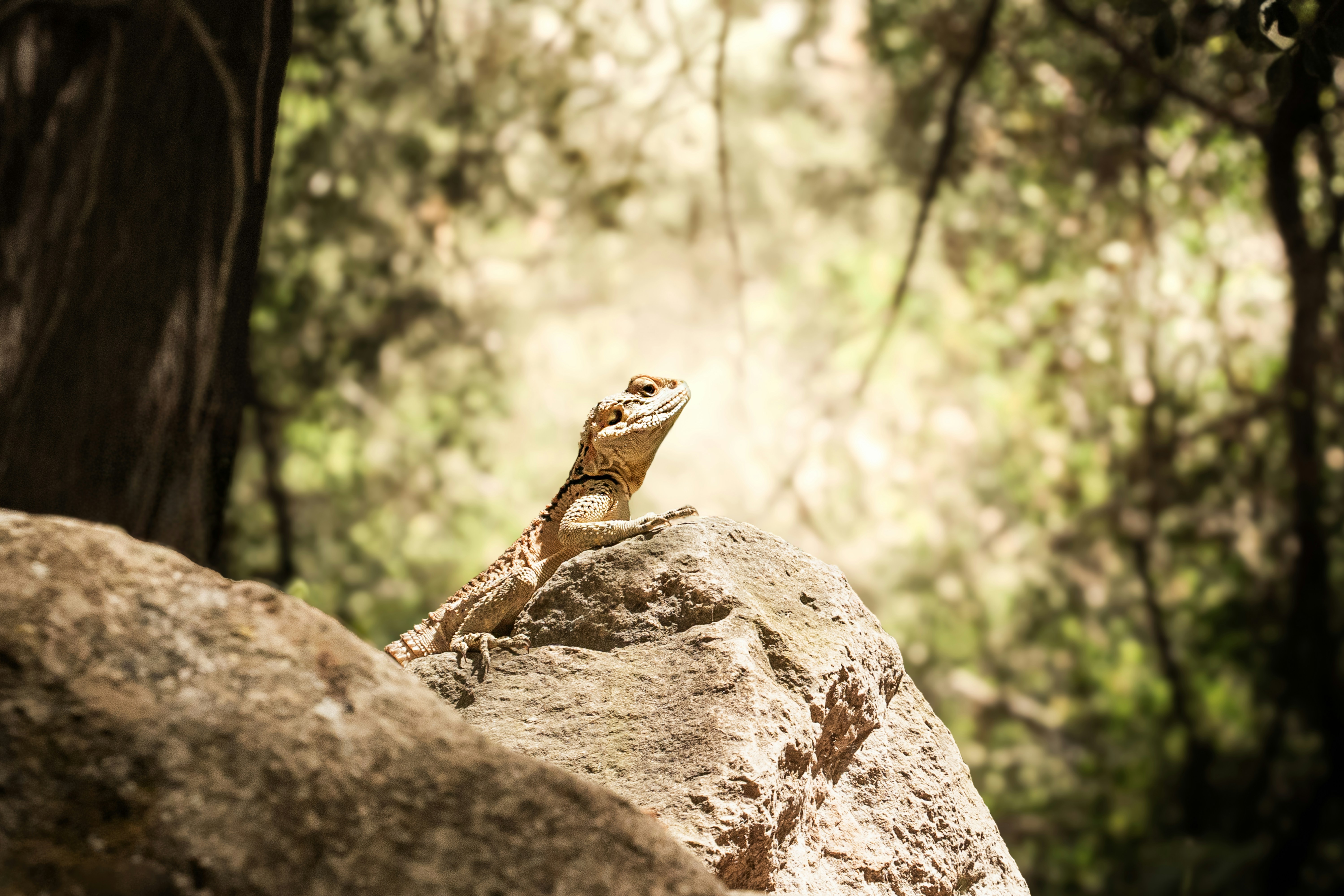 Granite Throne: a Sunlit Lizard in the Forest Glow