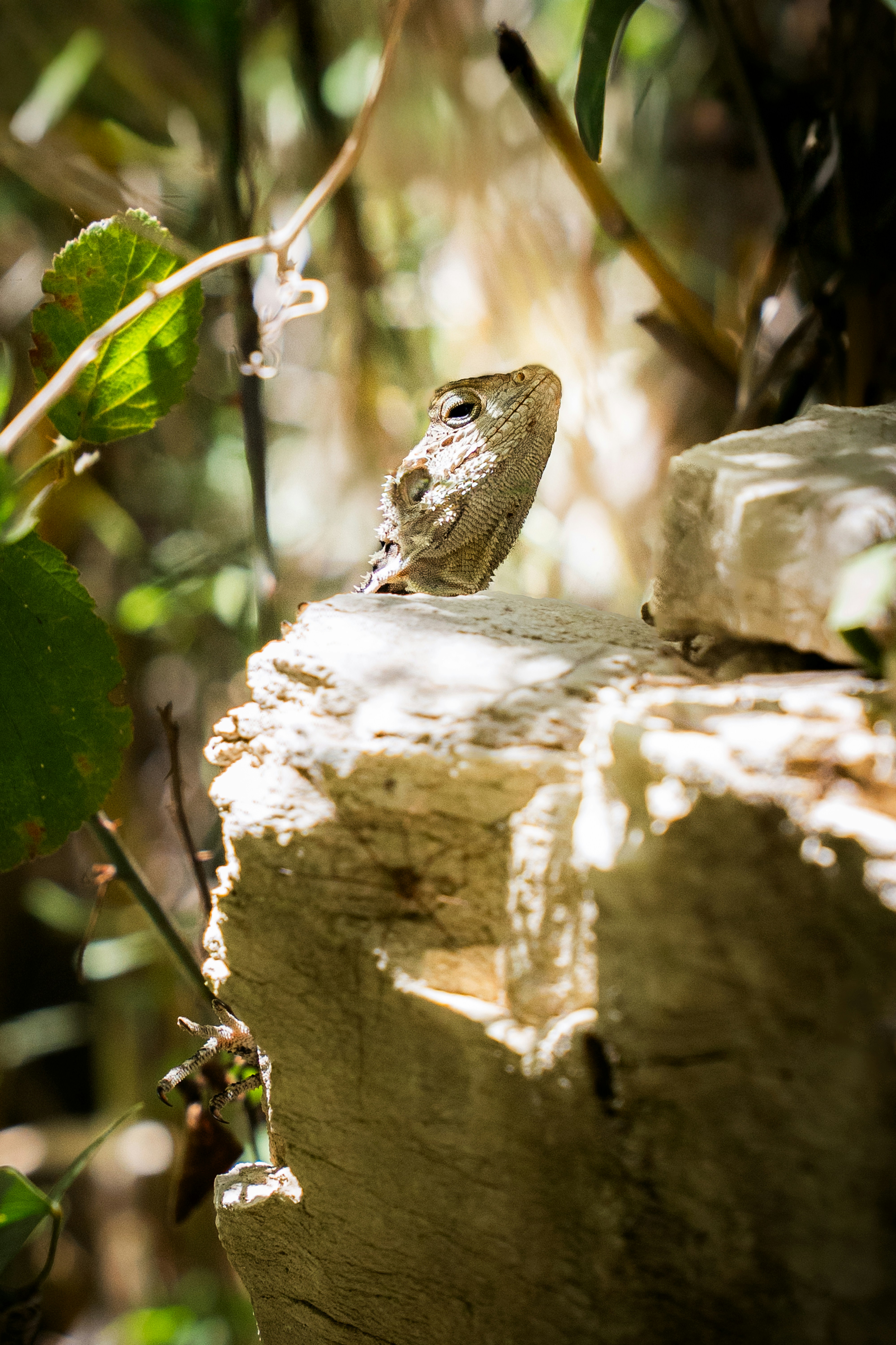 Stone Sentinel: A Tiny Lizard Basks on a Weathered Ledge