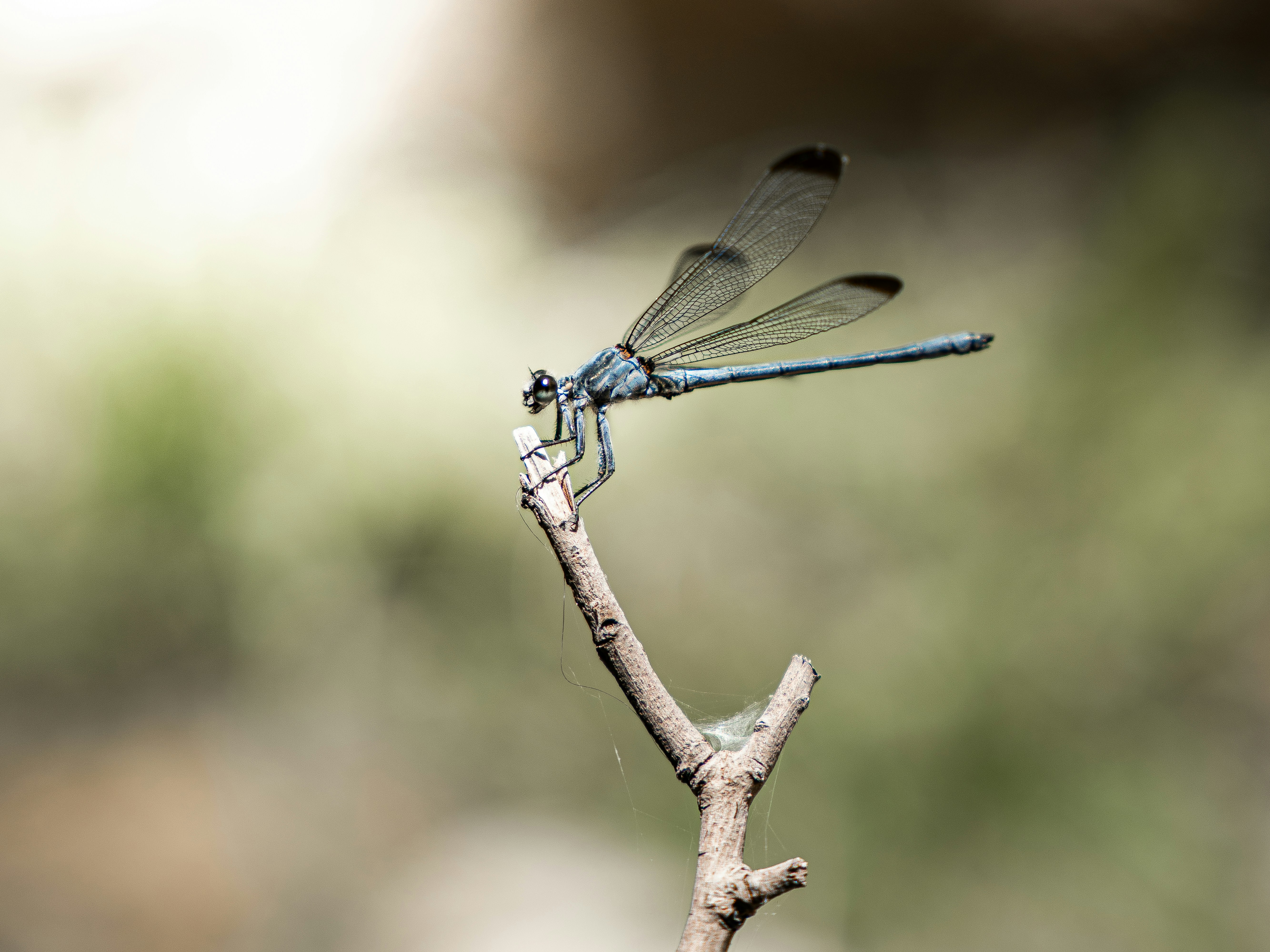 A blue dragonfly rests on a thin branch.