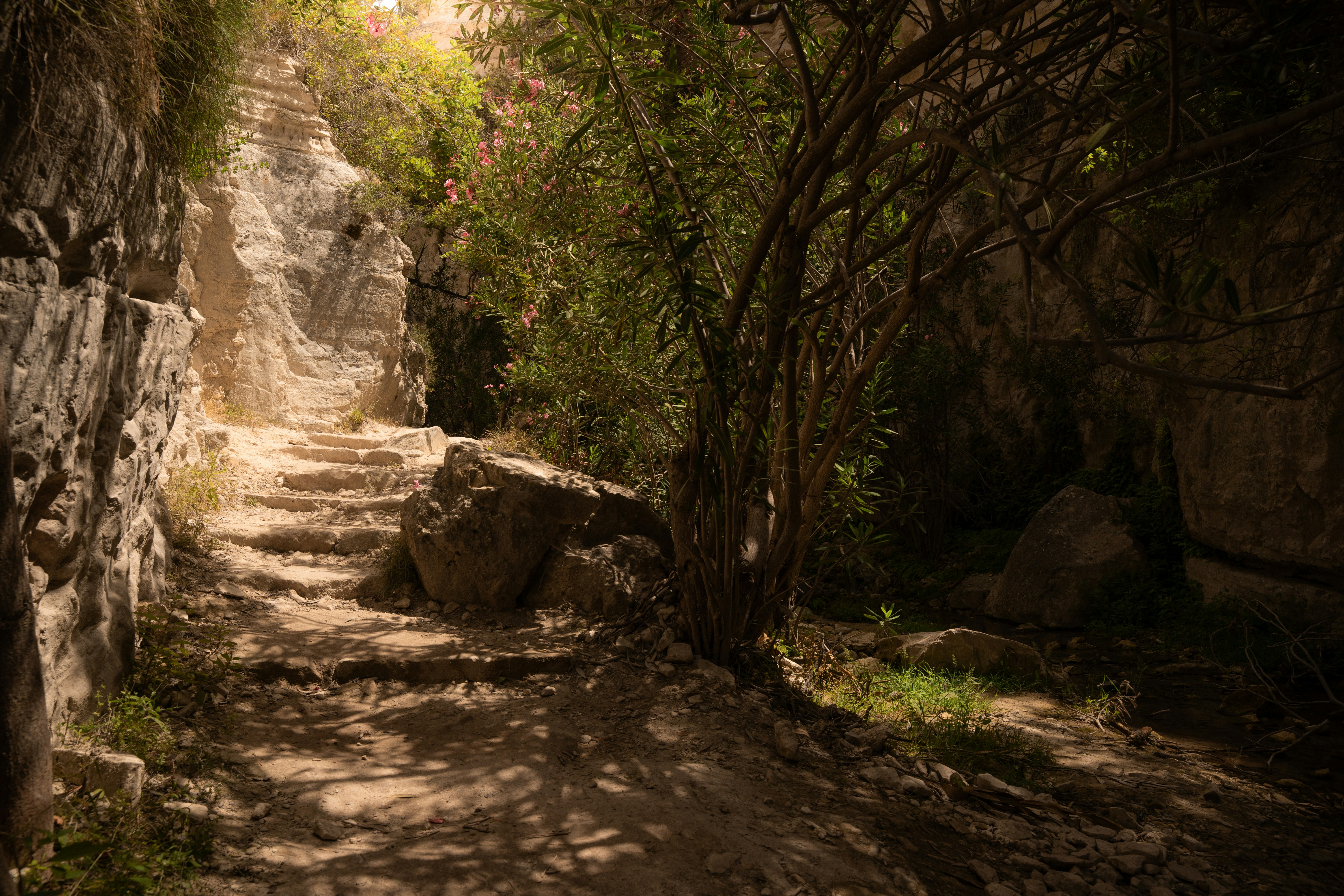 Stone steps lead through a shaded canyon path.