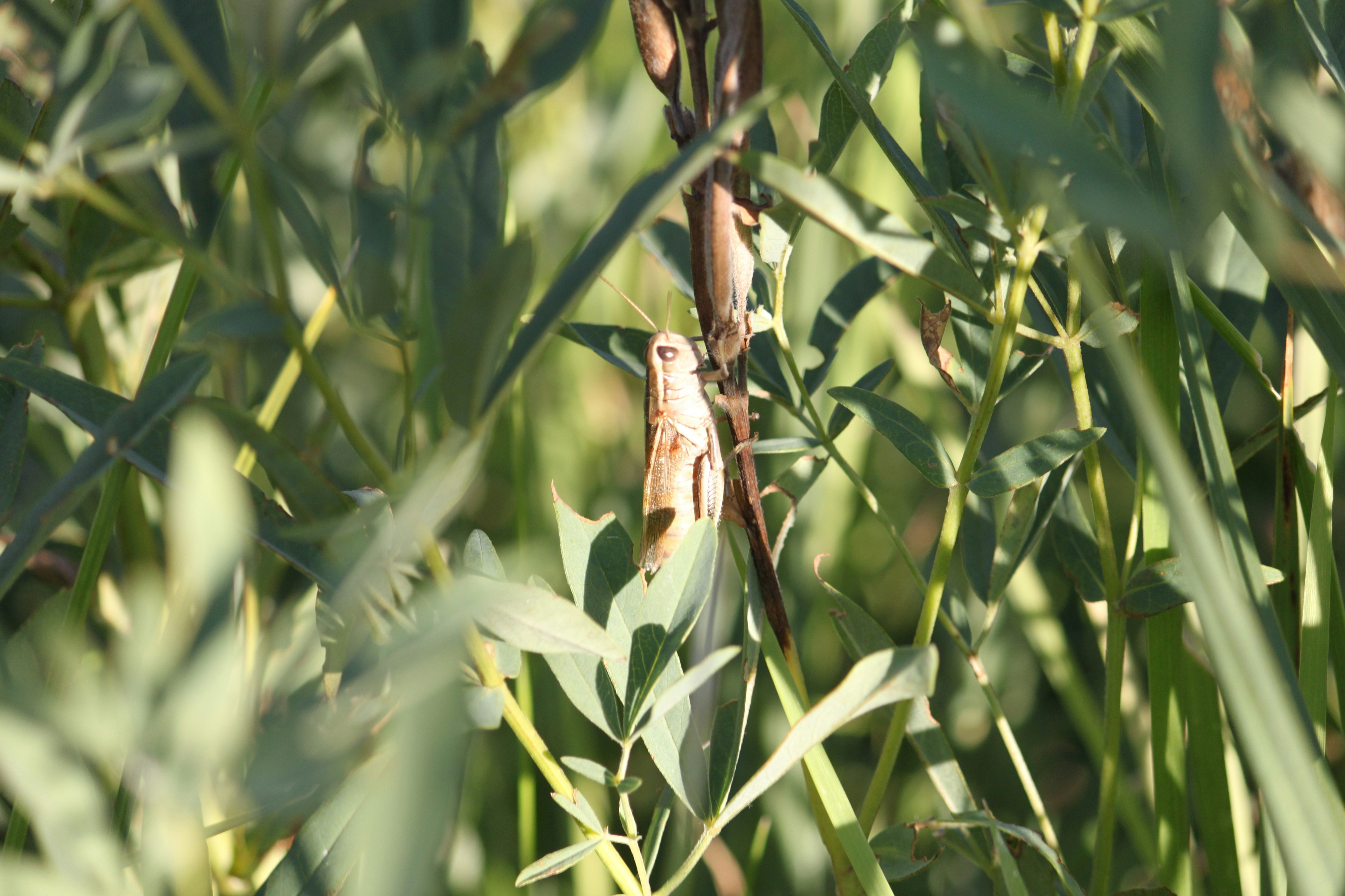 A small bird perched on a plant stem.