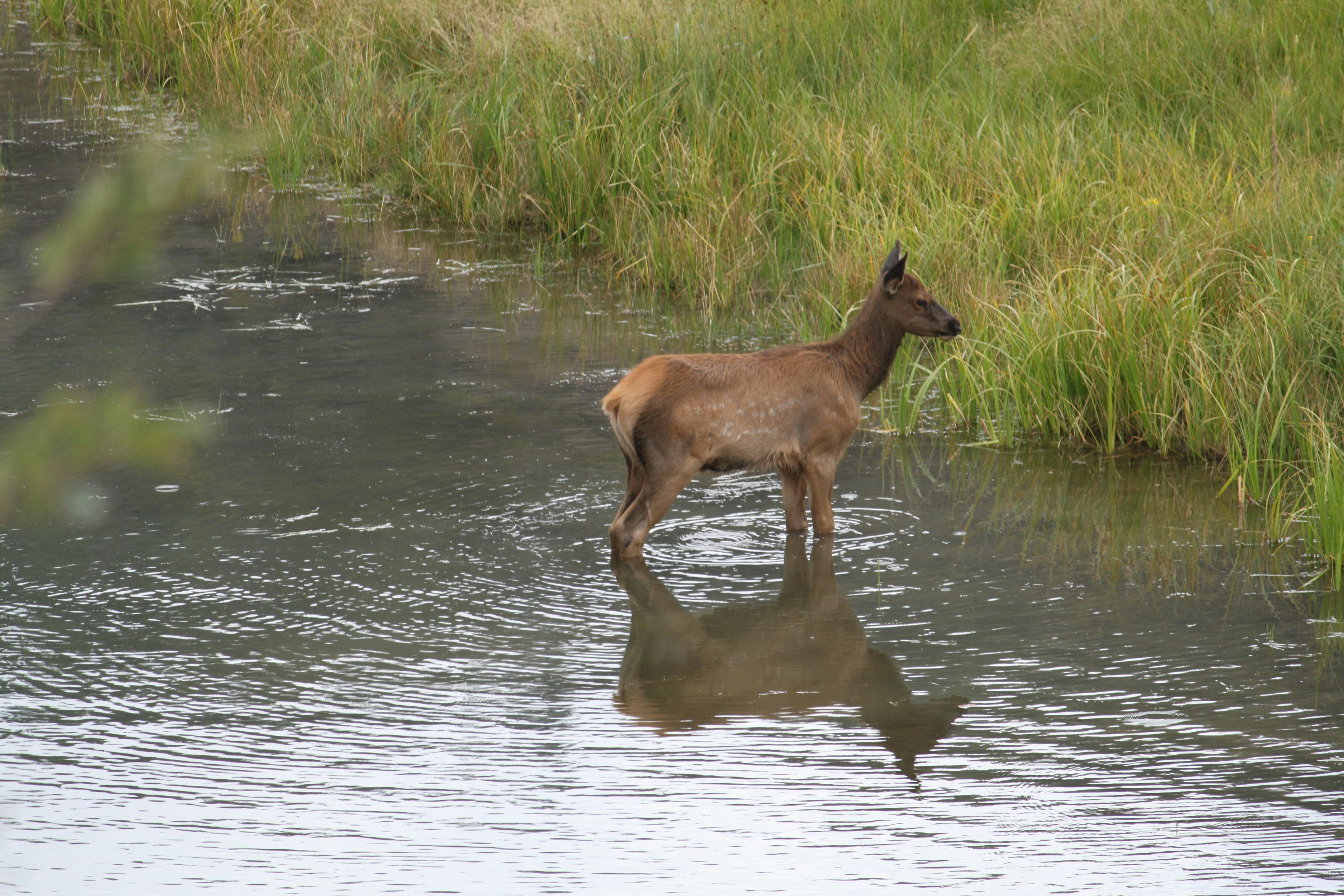 A deer stands in shallow water with reflection