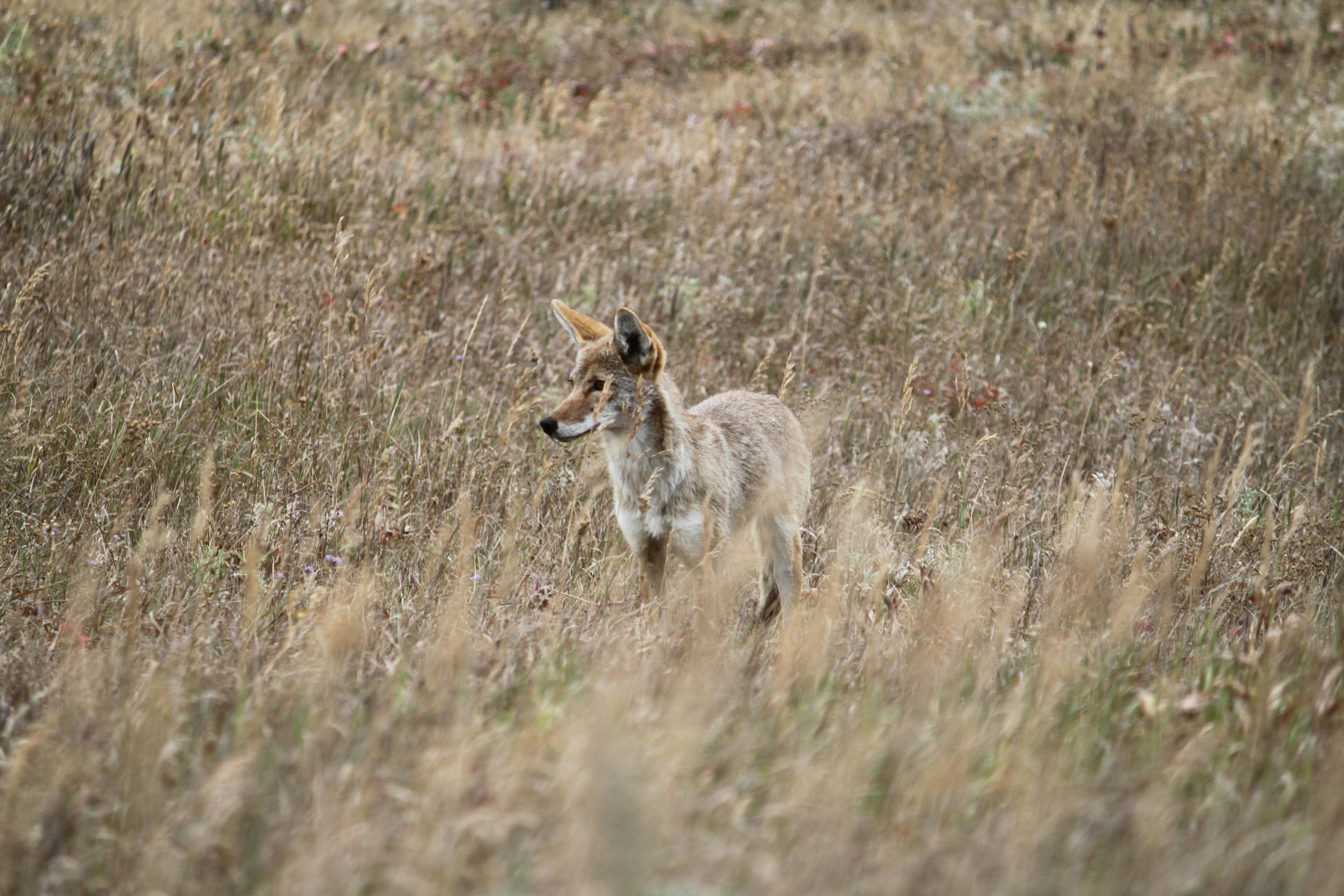 A coyote stands alert in dry, tall grass