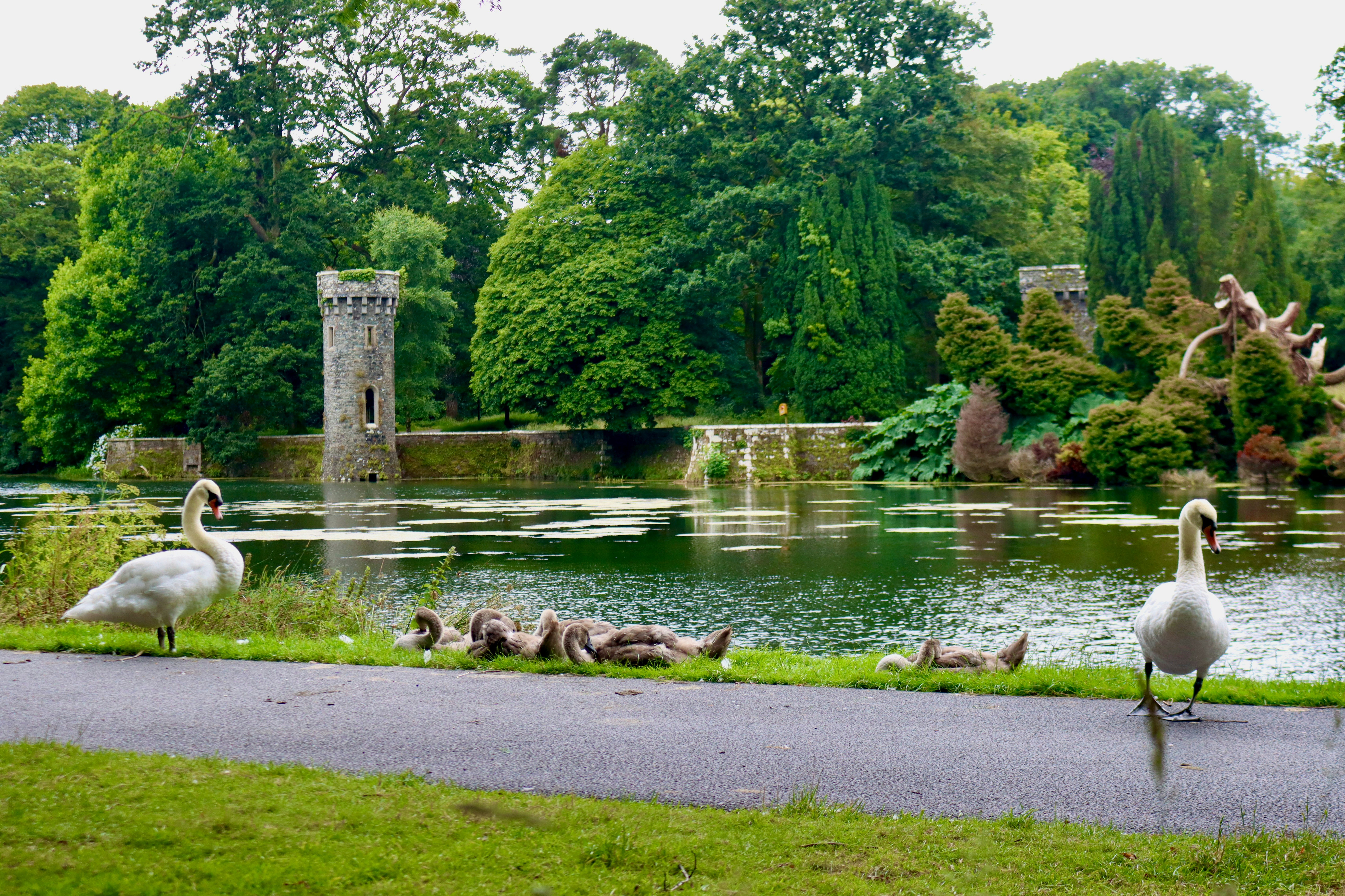 Elegant swans grace the shore of a serene lake, with a historic tower and lush greenery in the background.
