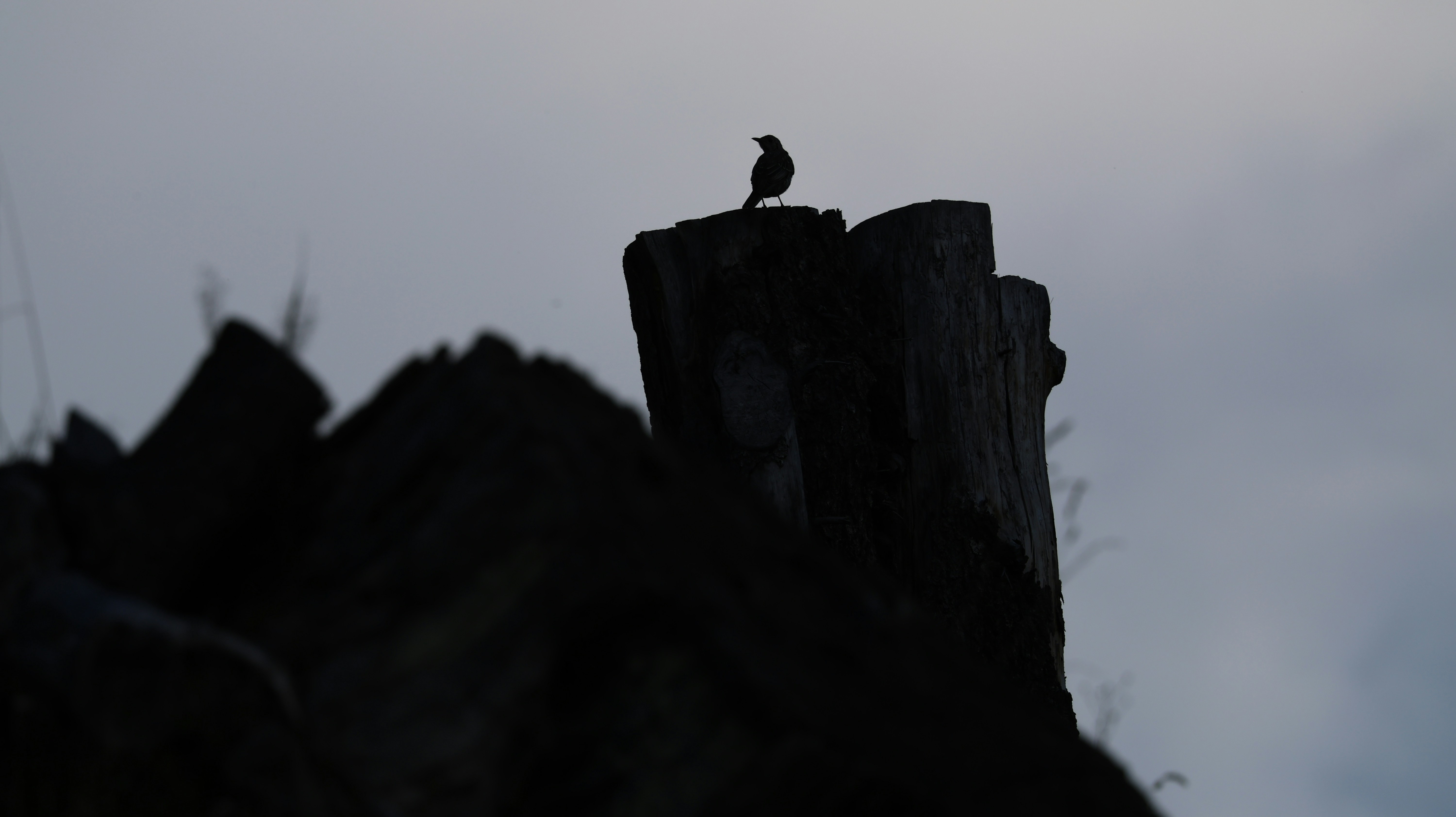 Silhouette of Solitude: The Watchful Perch