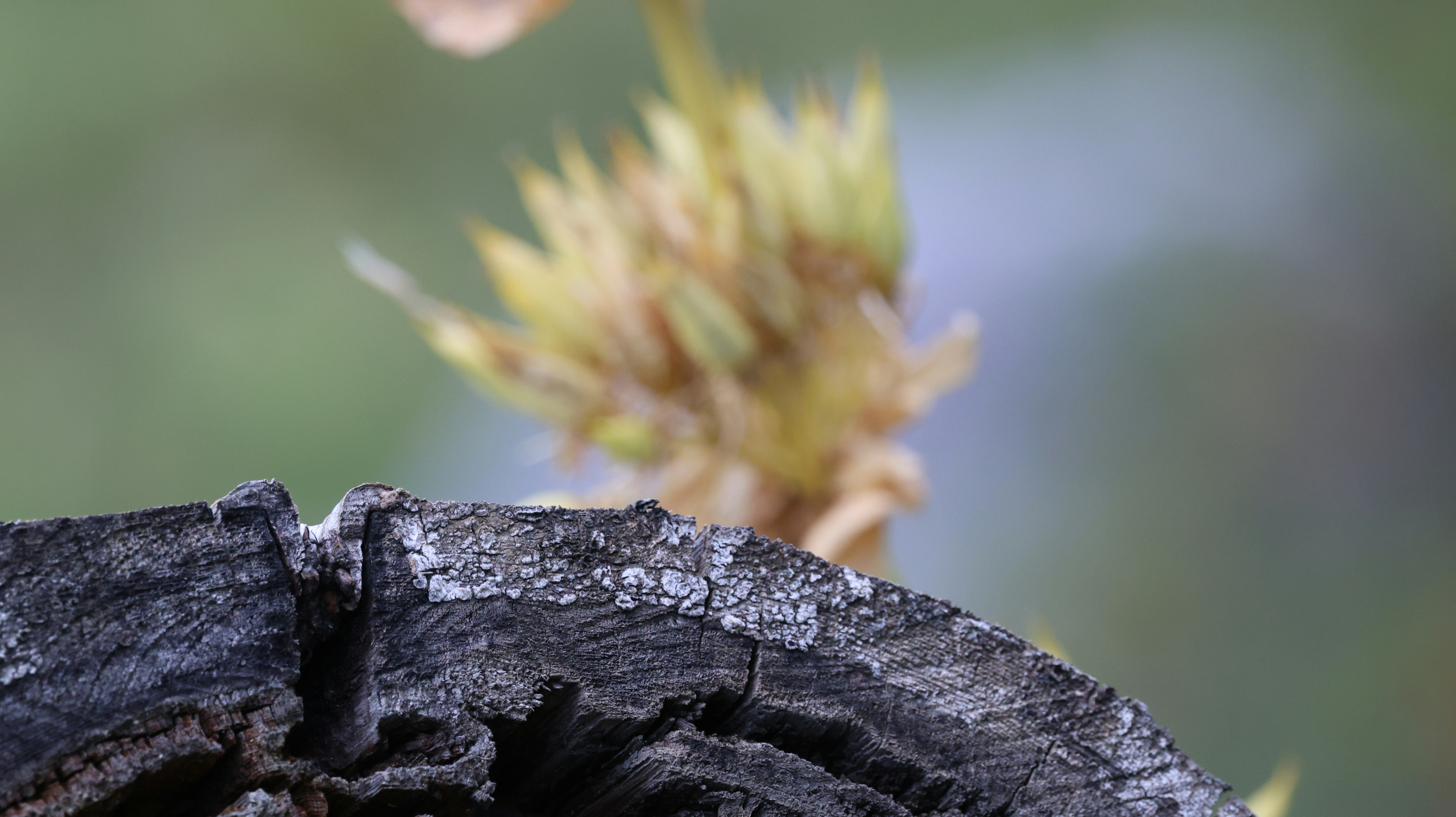 Nature's Resilience: A Close-Up on Renewal