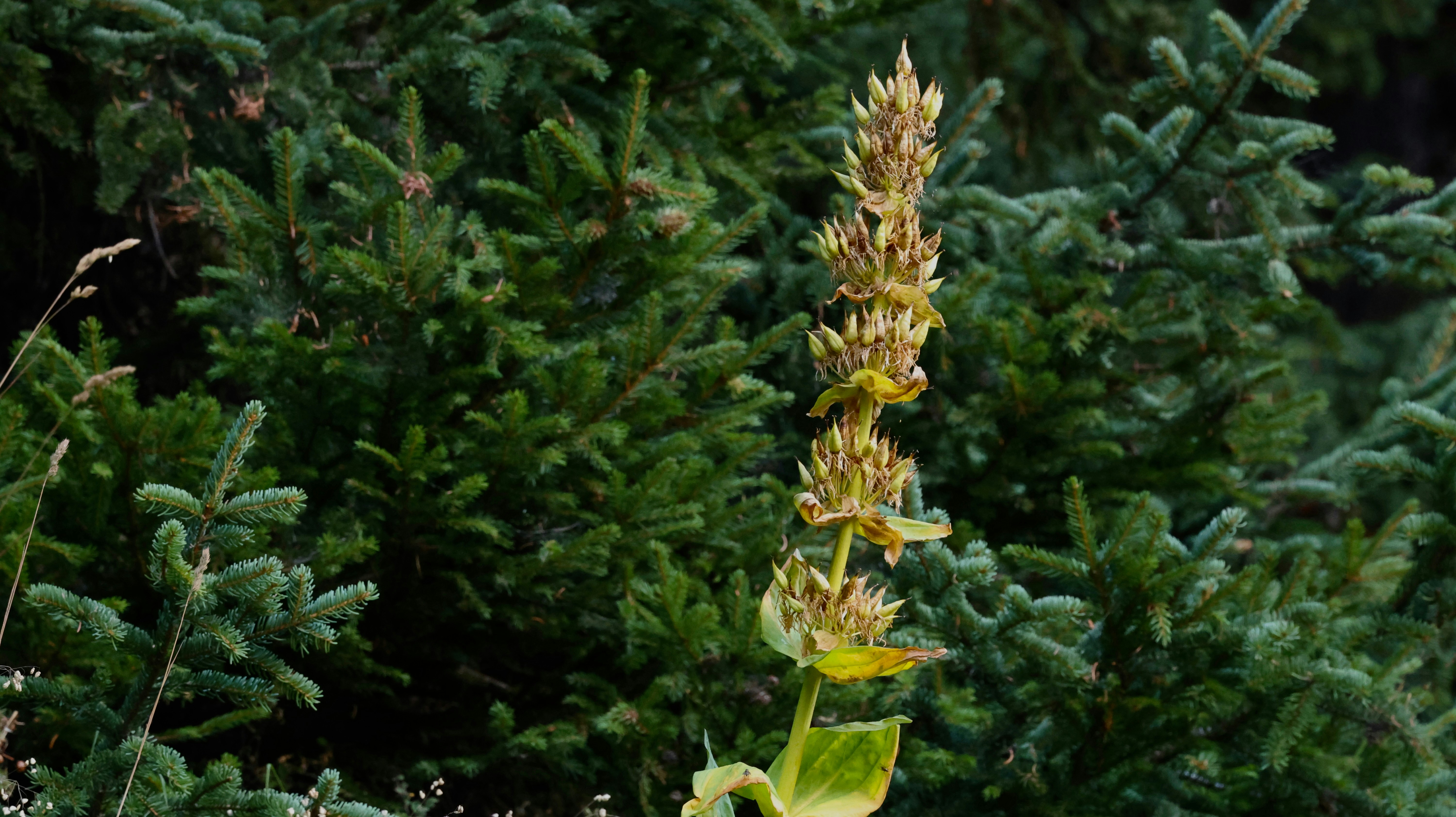 Nature's Vertical Symphony: The Towering Bloom