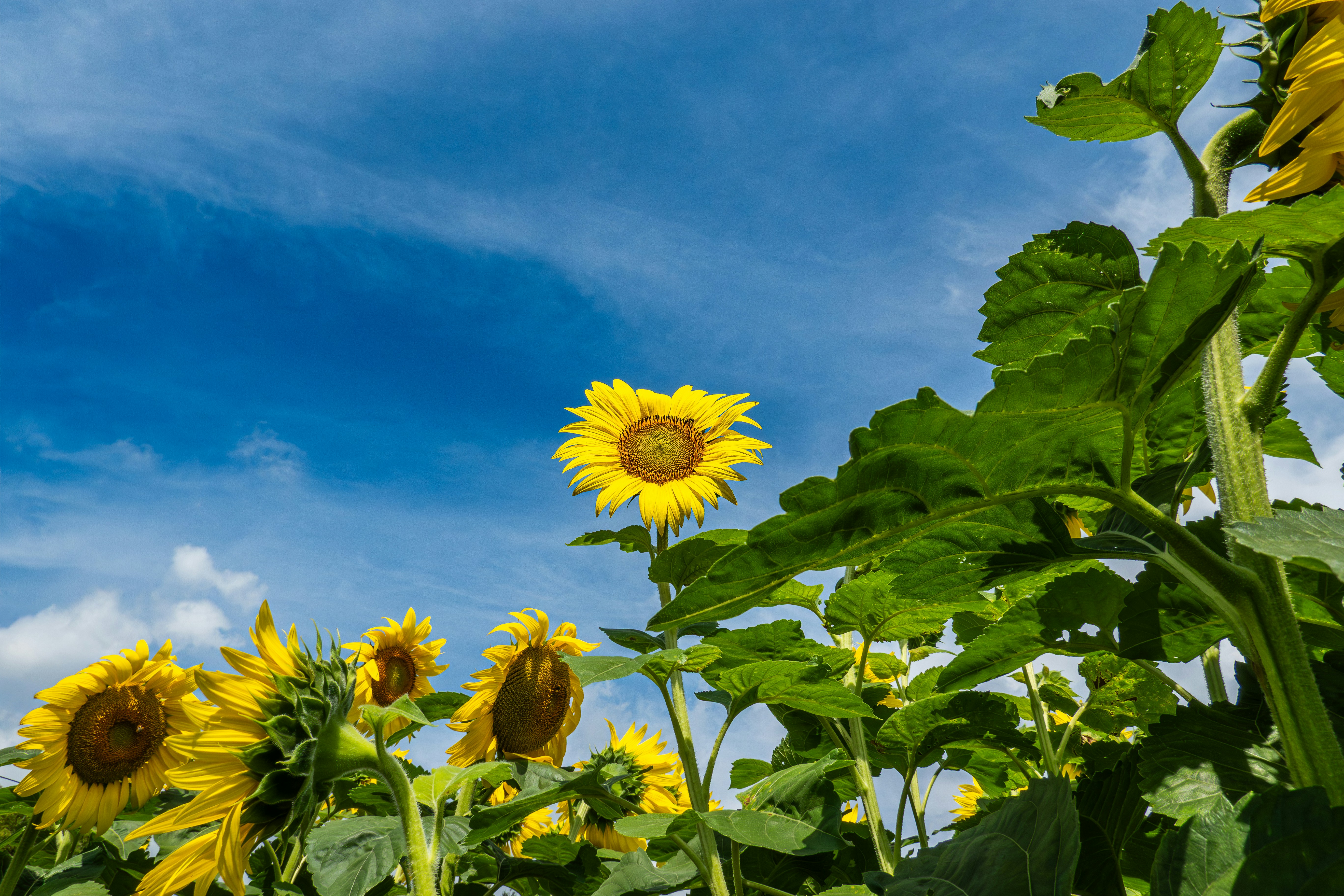 sunflowers and blue skies | Sunflowers bloom under a bright blue sky
