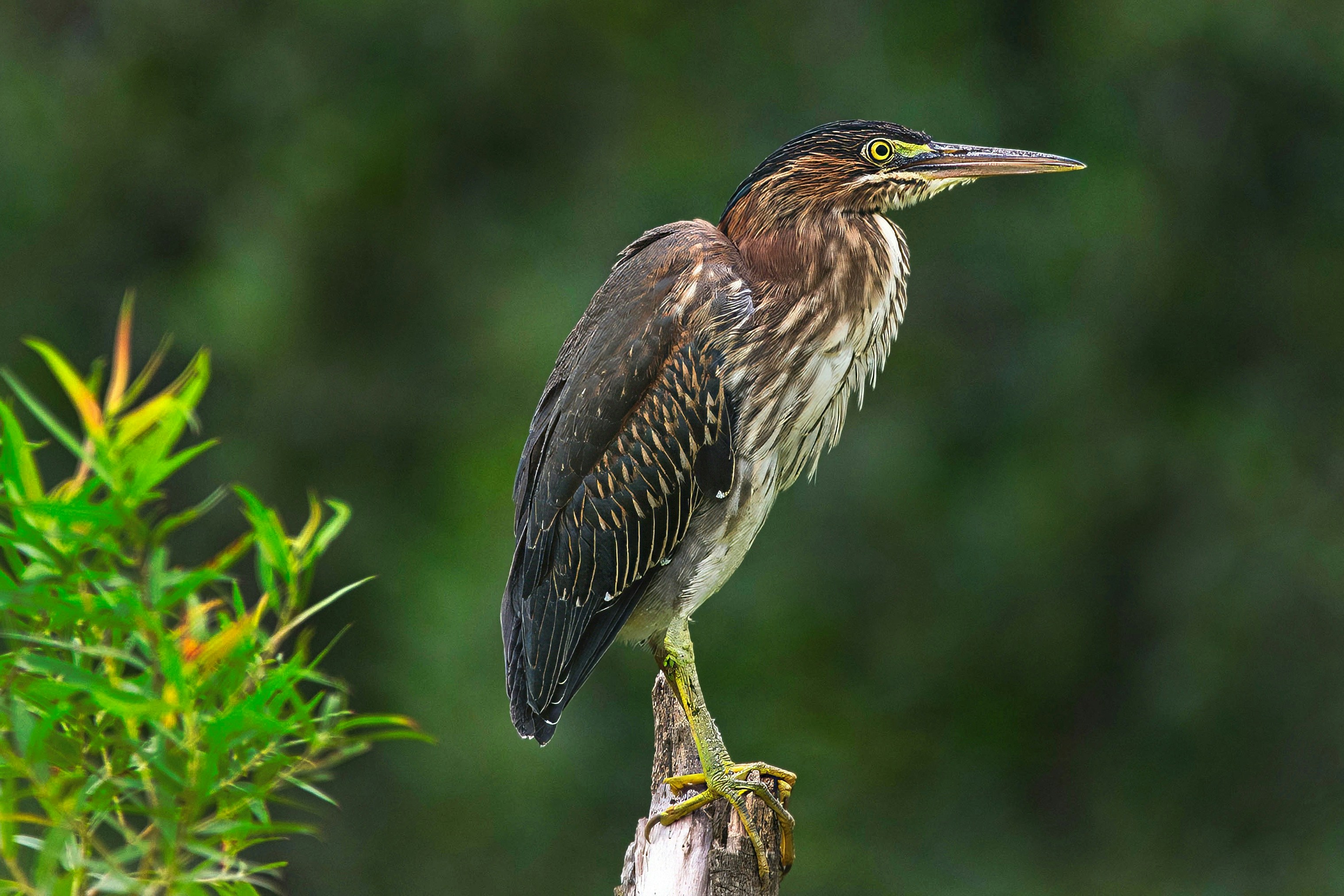 The Watchful Heron: Nature's Sentinel
