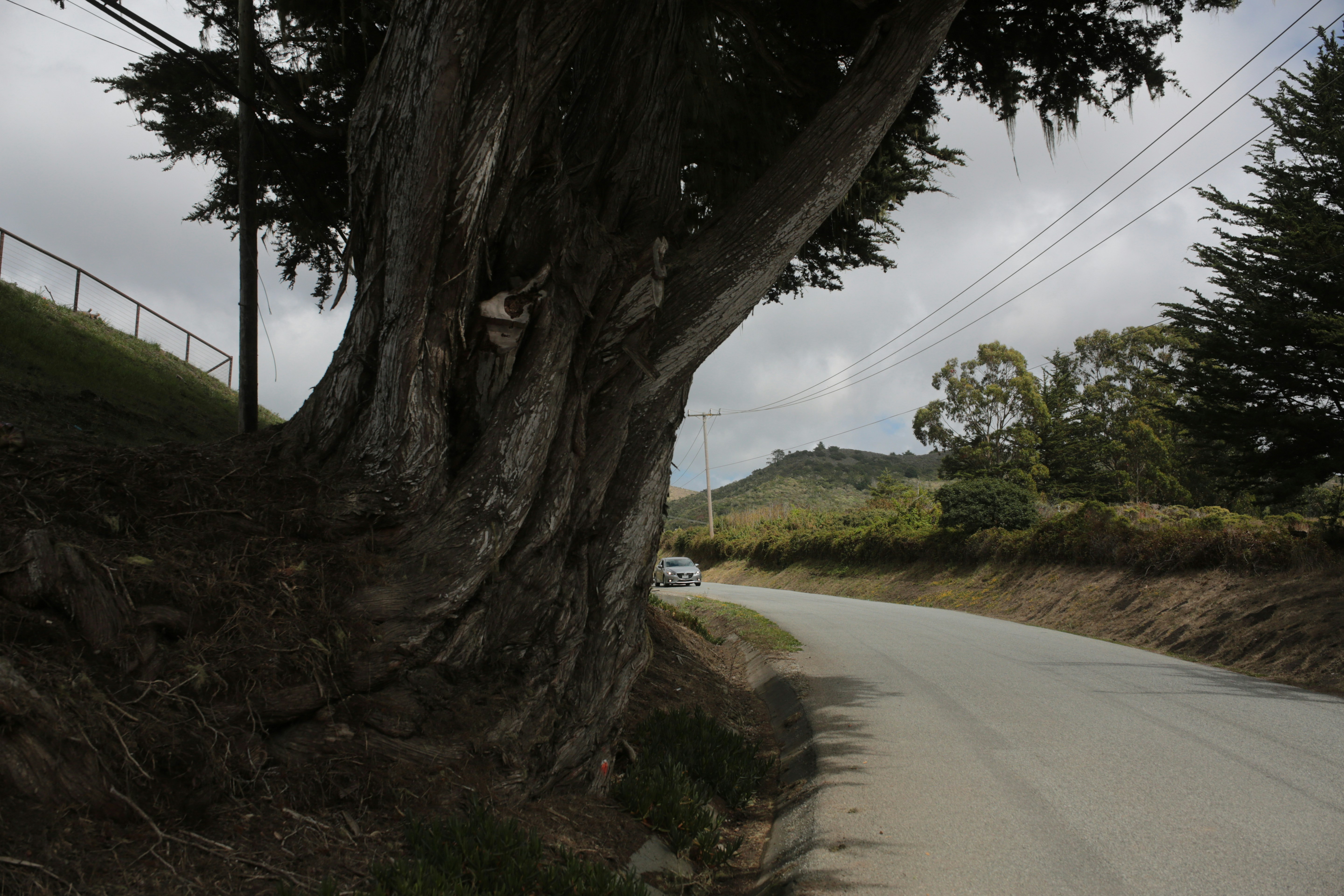 A majestic tree stands beside a quiet road, its gnarled trunk hinting at years of resilience against the elements. The distant hills provide a serene backdrop.