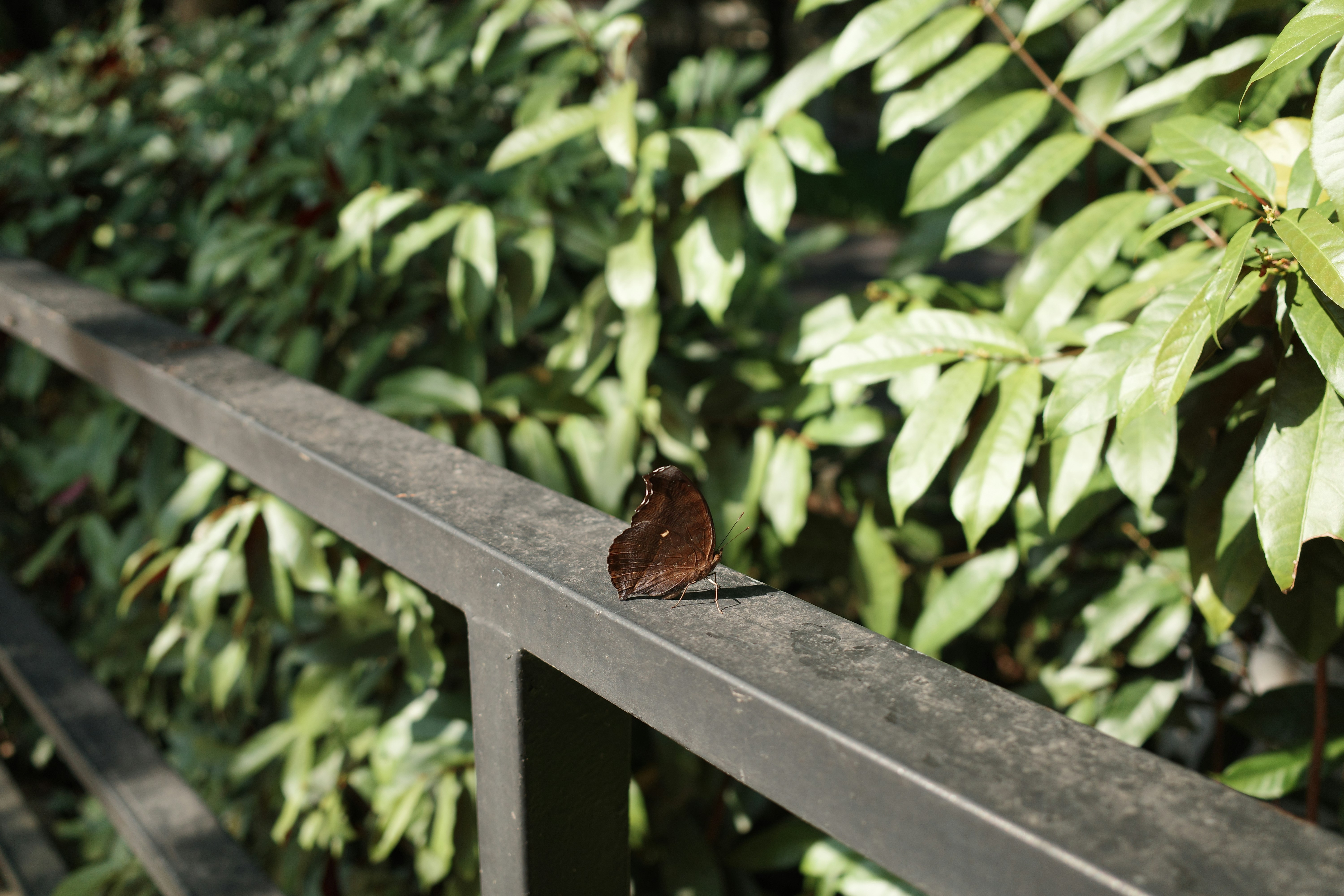 The Quiet Pause of Nature