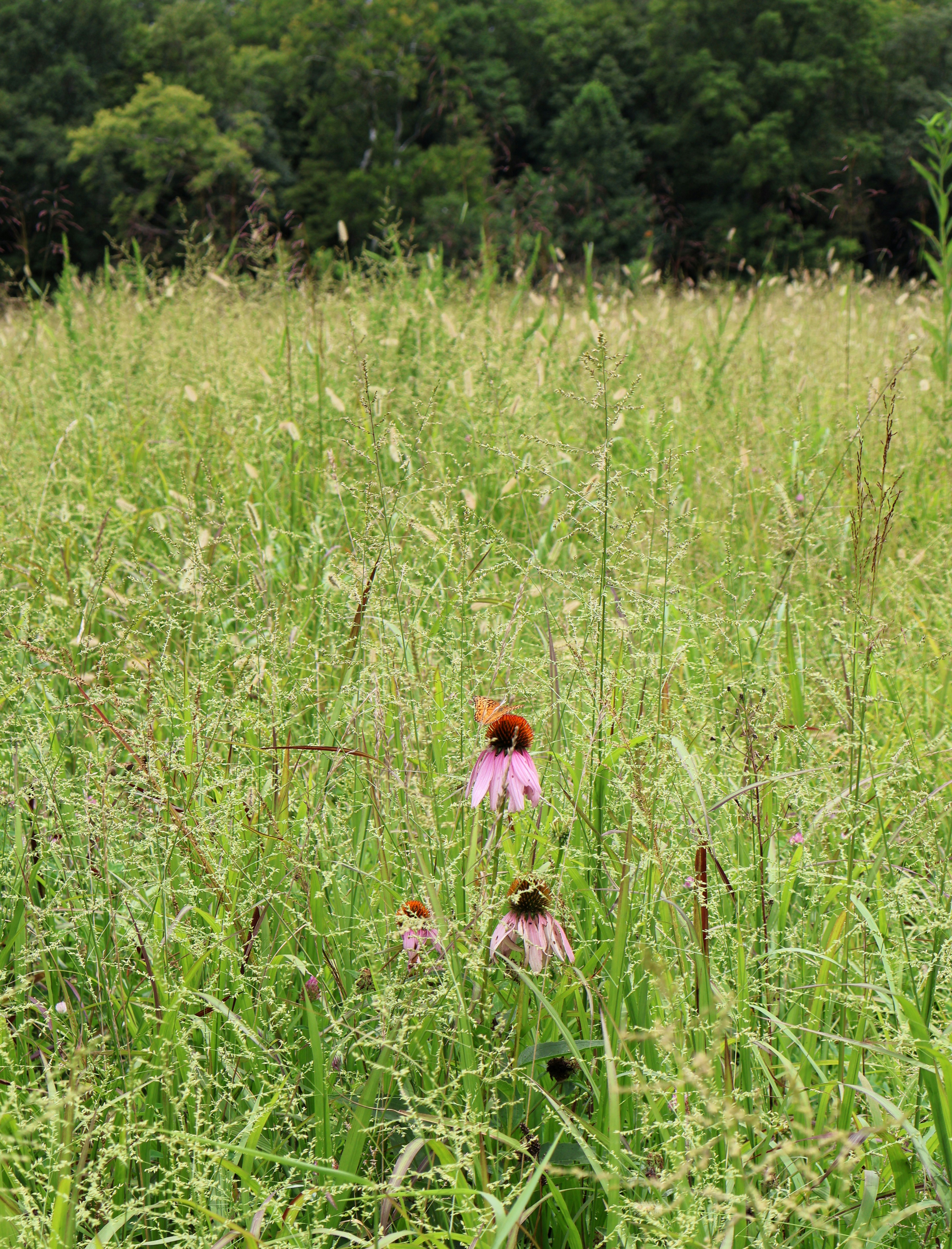 Whispers of Nature: A Floral Encounter