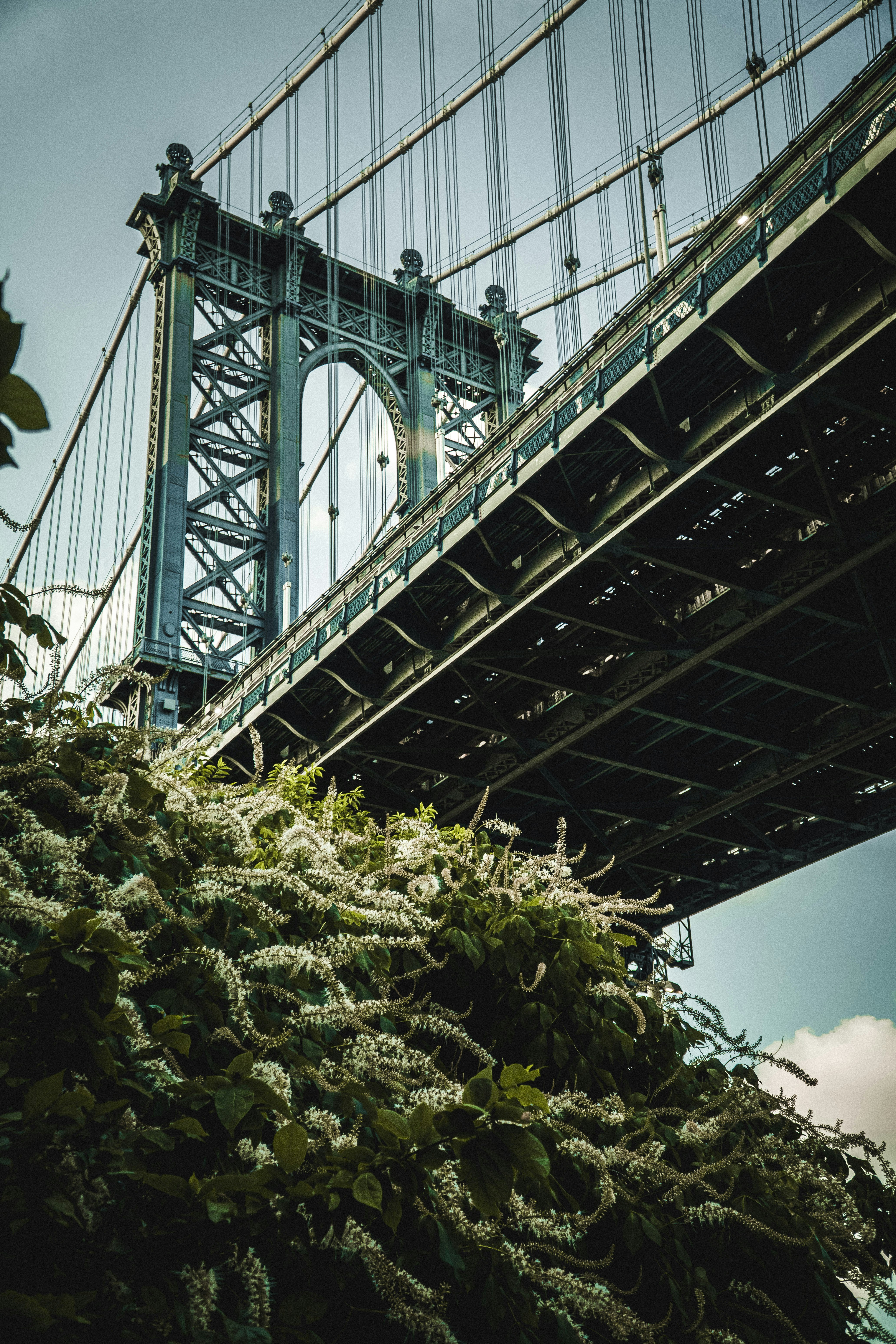 The Manhattan Bridge viewed from below, framed by lush greenery and delicate white flowers. A striking contrast between nature and industrial architecture.