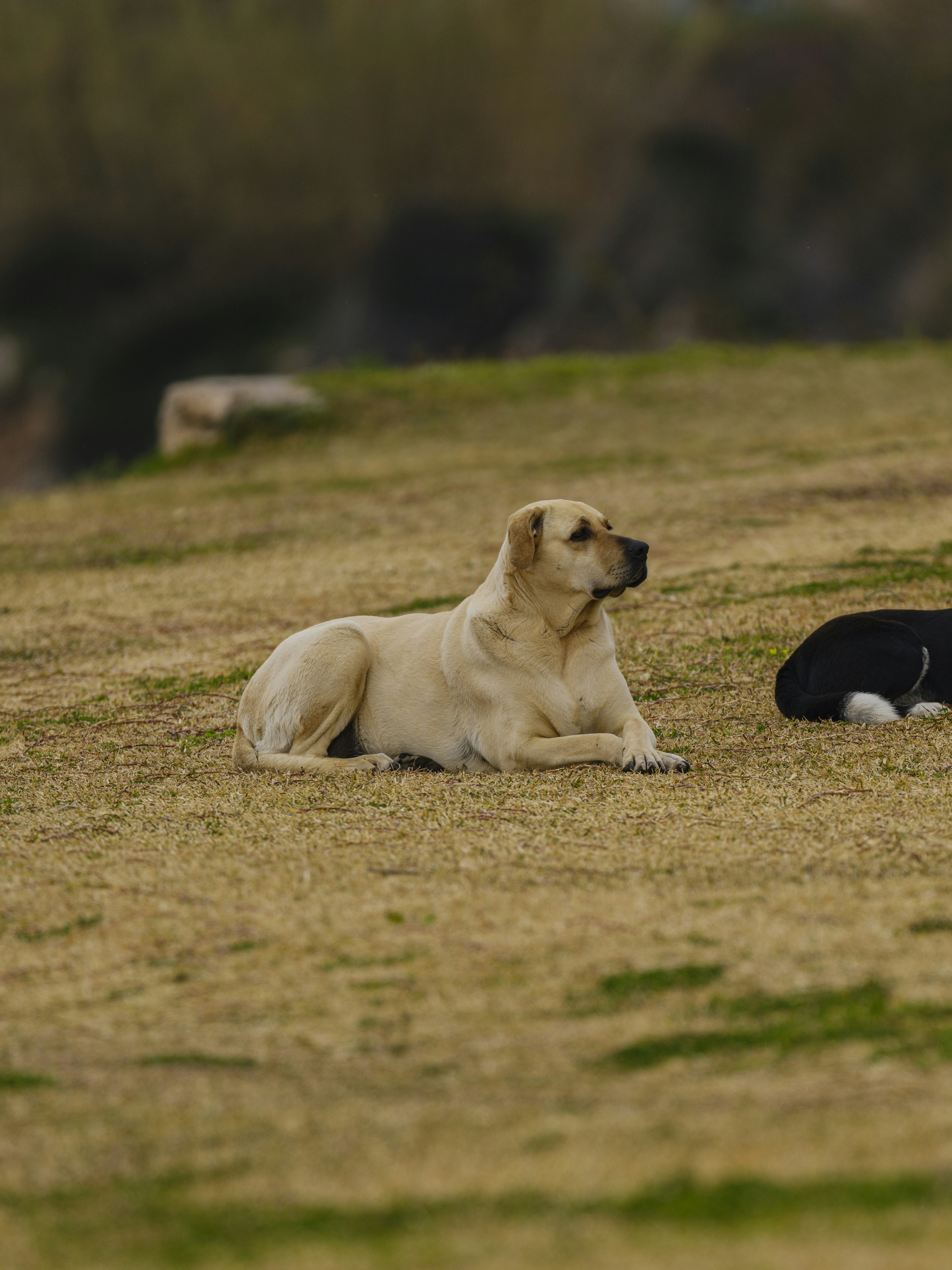 a cute dog lying on the grass in the park | Two dogs resting on a grassy hill.
