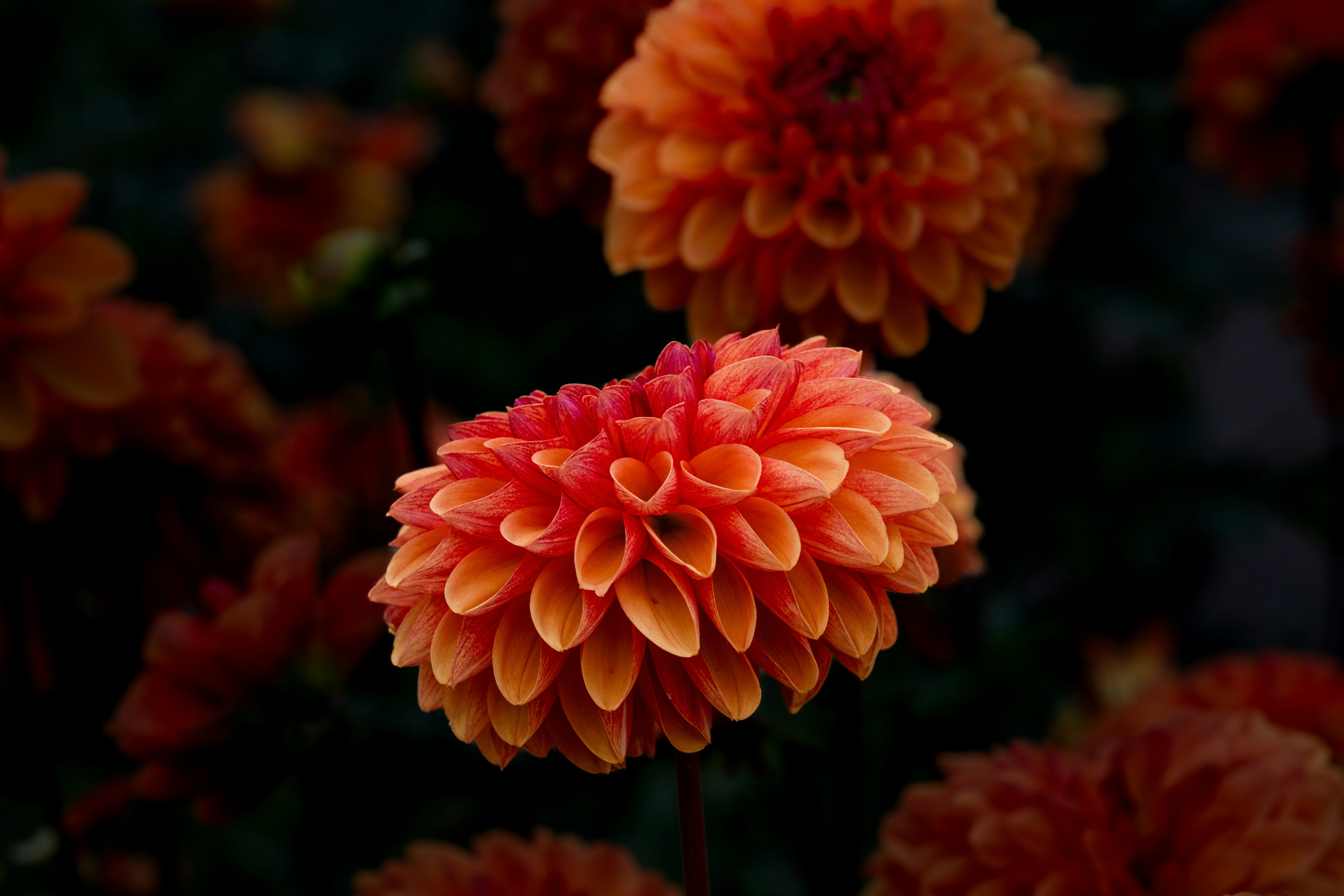 Vibrant dahlia flower with layered petals in shades of orange and gold, surrounded by softly blurred blossoms. 