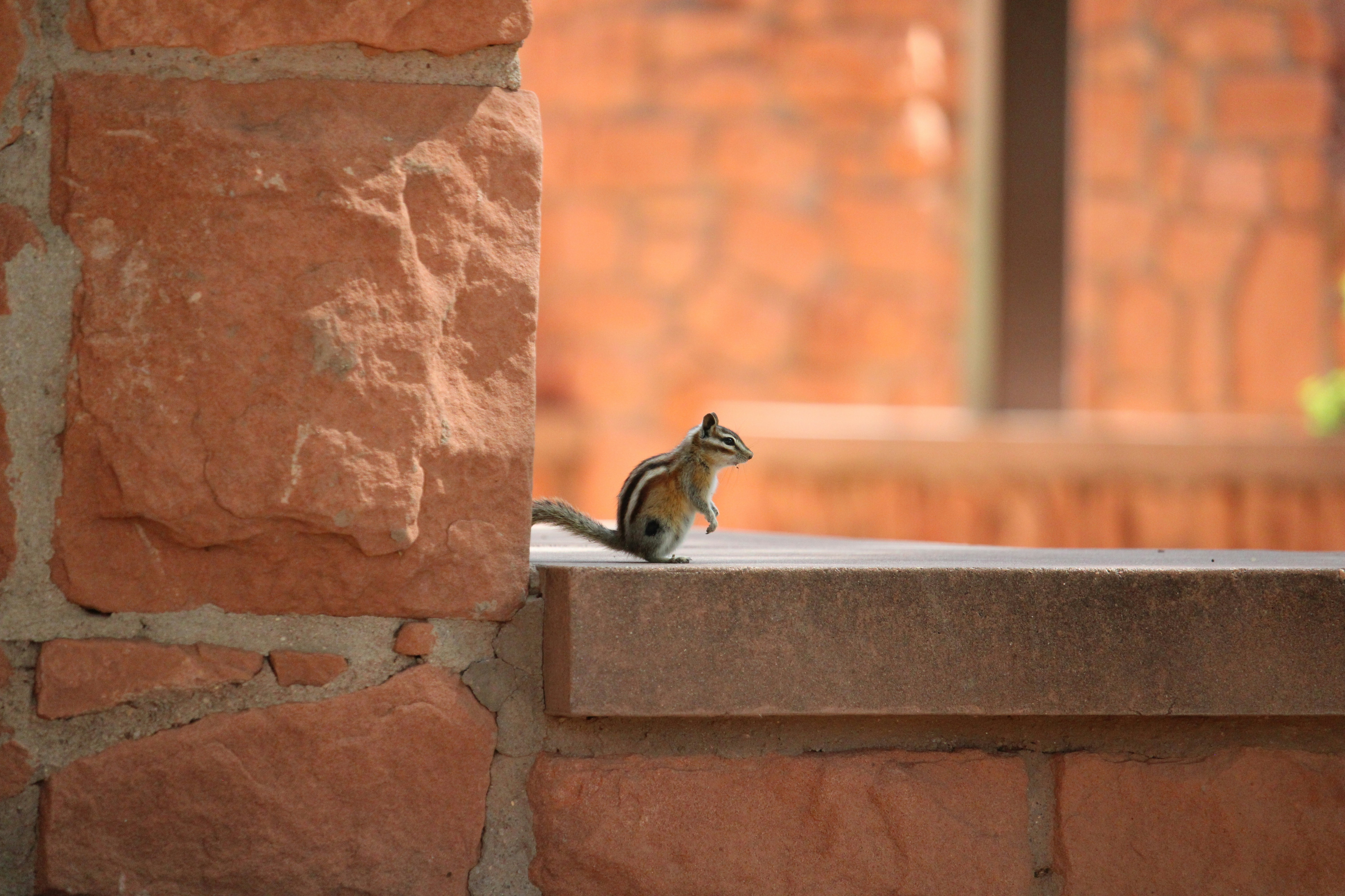 Chipmunk on a sunlit brick ledge by warm orange walls