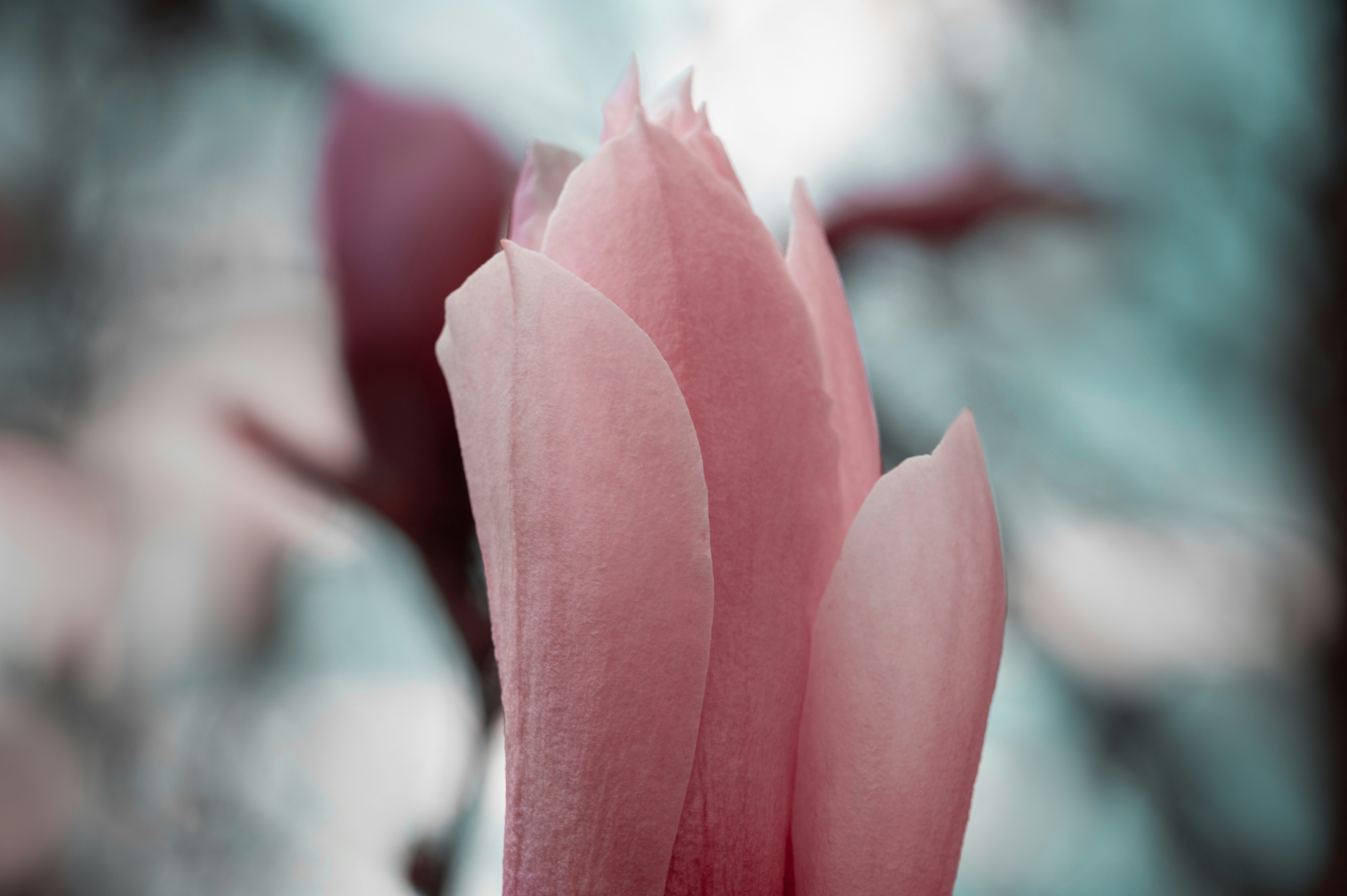 Close-up of a pink flower bud with soft petals